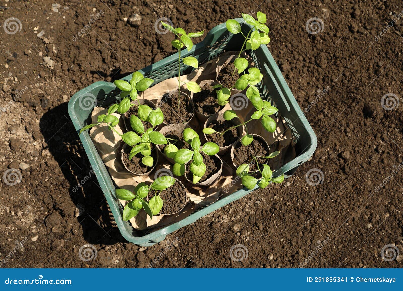 Beautiful Seedlings in Crate on Ground Outdoors, Top View Stock Image ...