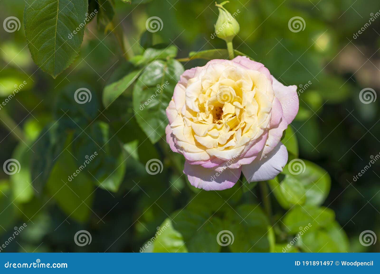Beautiful Selection of Exotic Roses in Bloom Stock Image - Image of ...