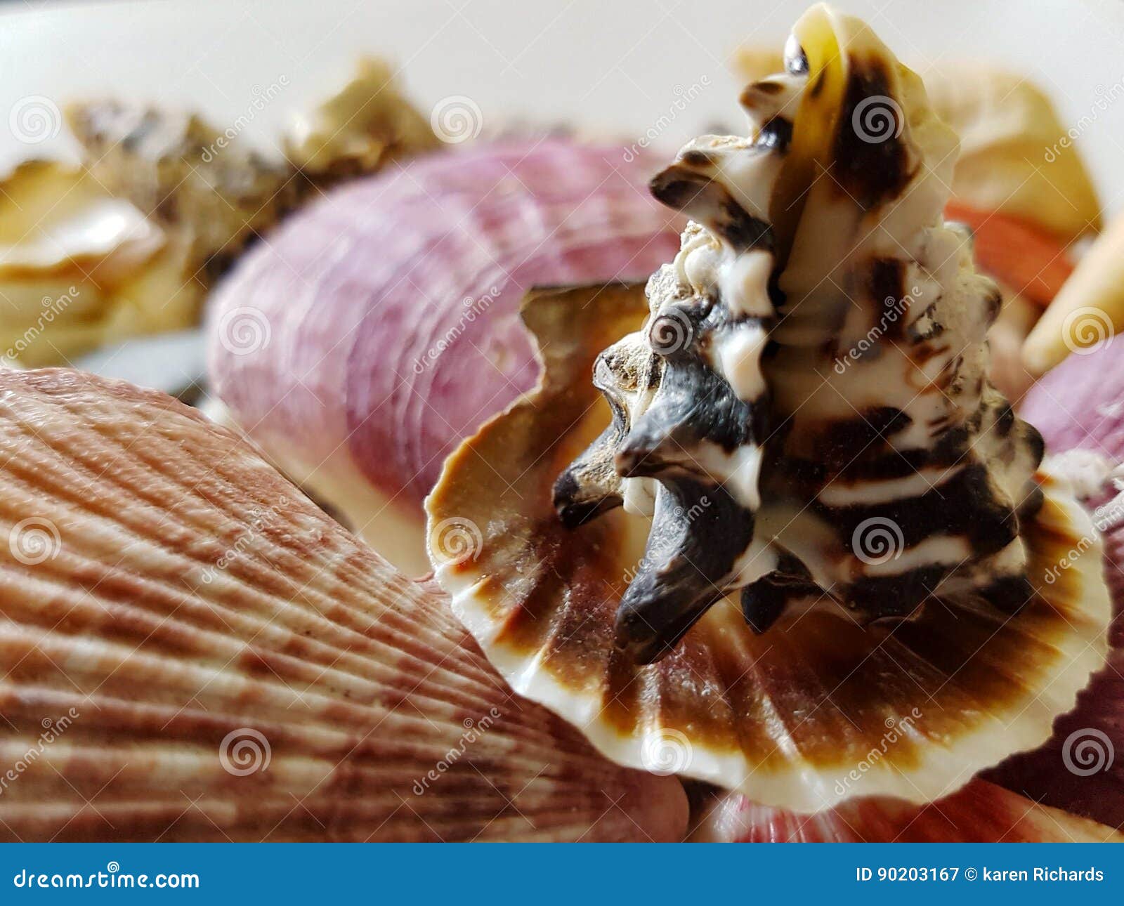 Beautiful Selection of Unusual Seaside Shells Stock Image - Image of ...