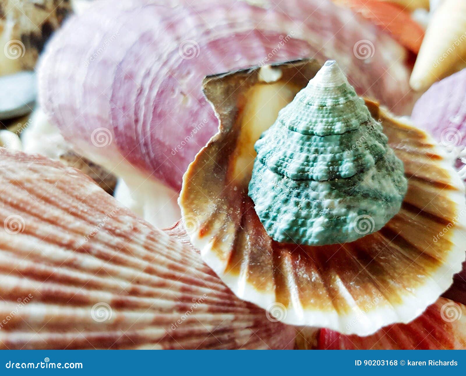 Beautiful Selection of Unusual Seaside Shells Stock Photo - Image of ...