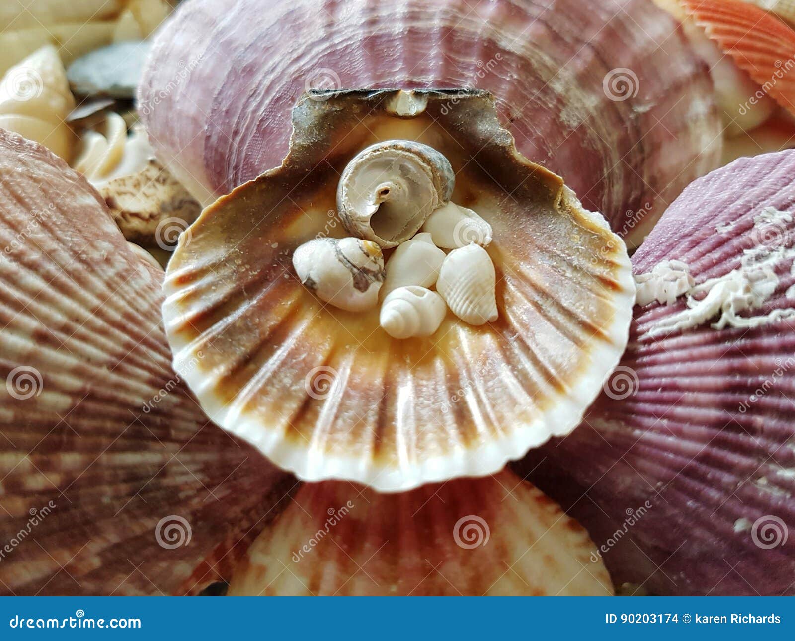 Beautiful Selection of Unusual Seaside Shells Stock Photo - Image of ...