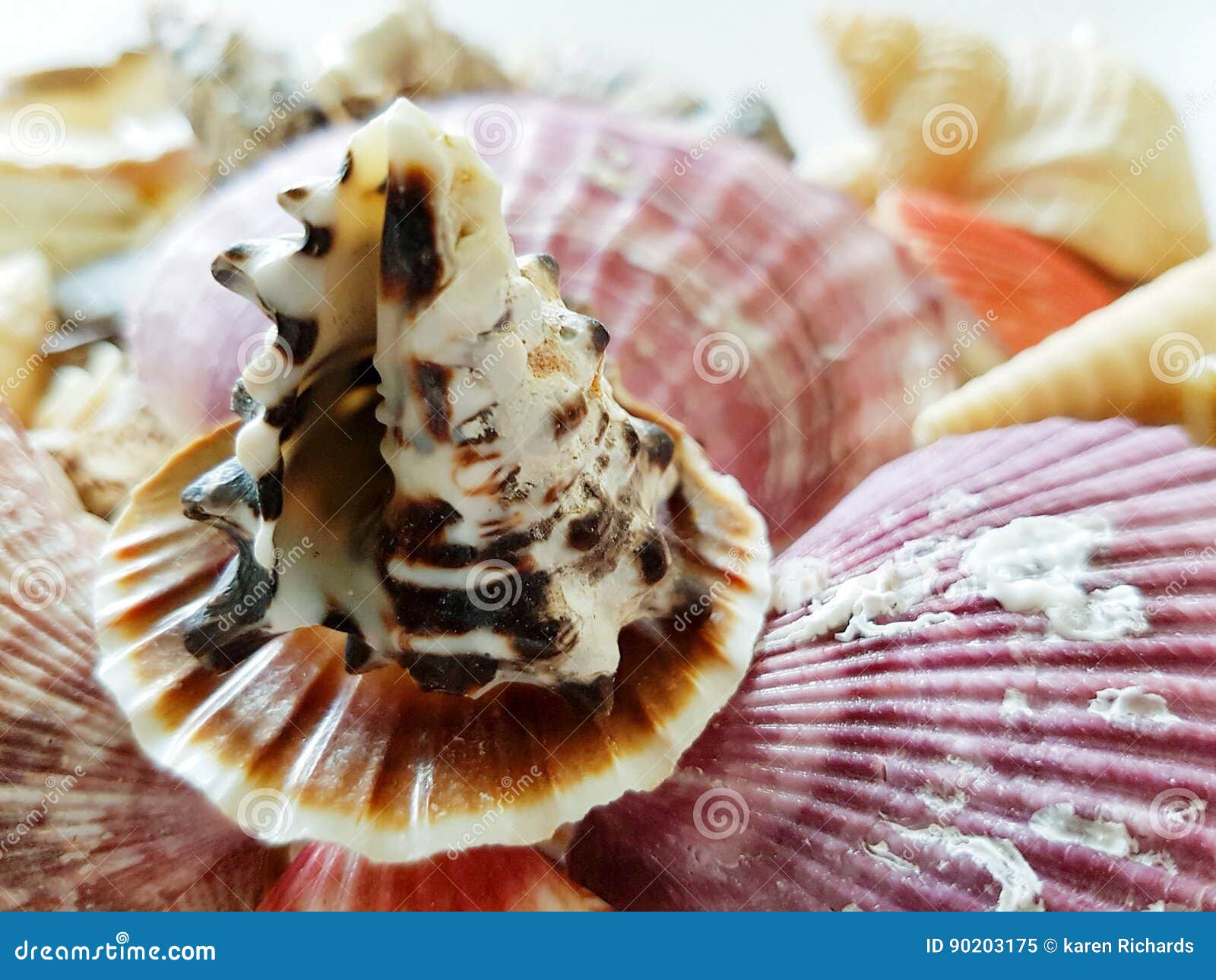 Beautiful Selection of Unusual Seaside Shells Stock Image - Image of ...