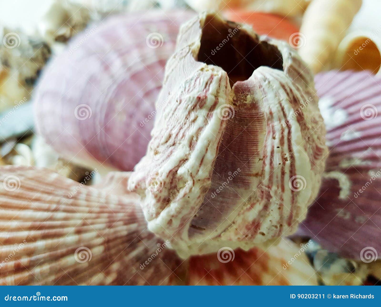 Beautiful Selection of Unusual Seaside Shells Stock Image - Image of ...