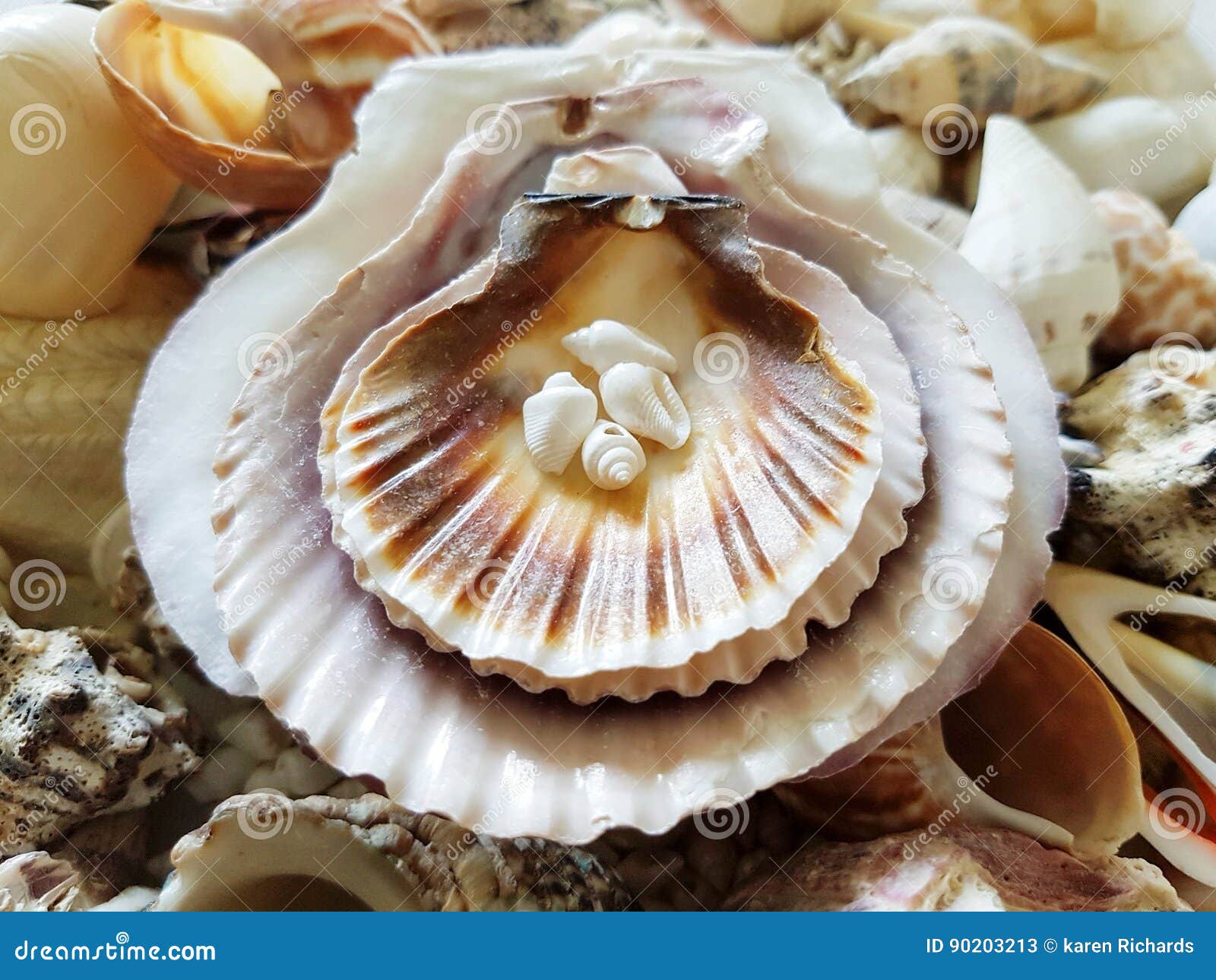 Beautiful Selection of Unusual Seaside Shells Stock Image - Image of ...