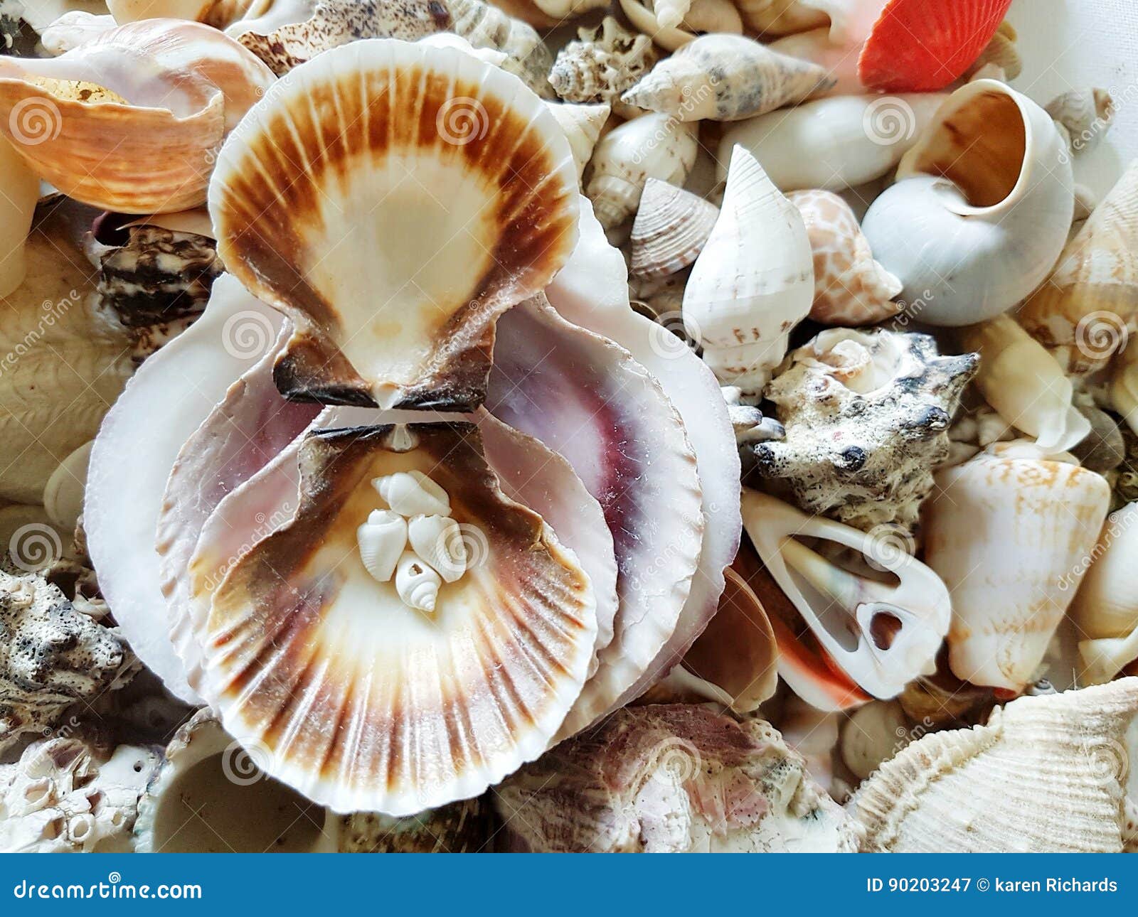 Beautiful Selection of Unusual Seaside Shells Stock Image - Image of ...