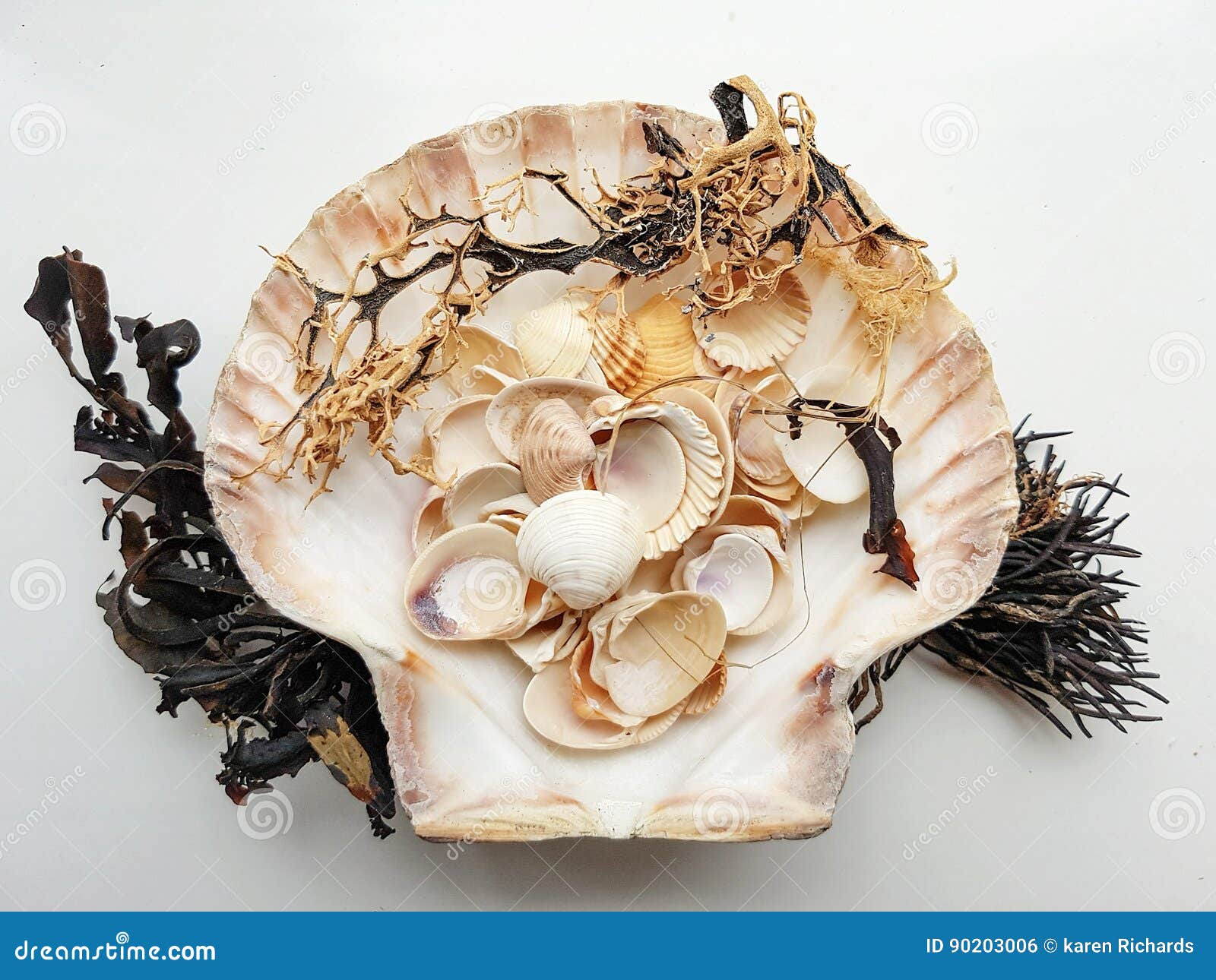 Beautiful Selection of Unusual Seaside Shells & Seaweed Stock Photo ...