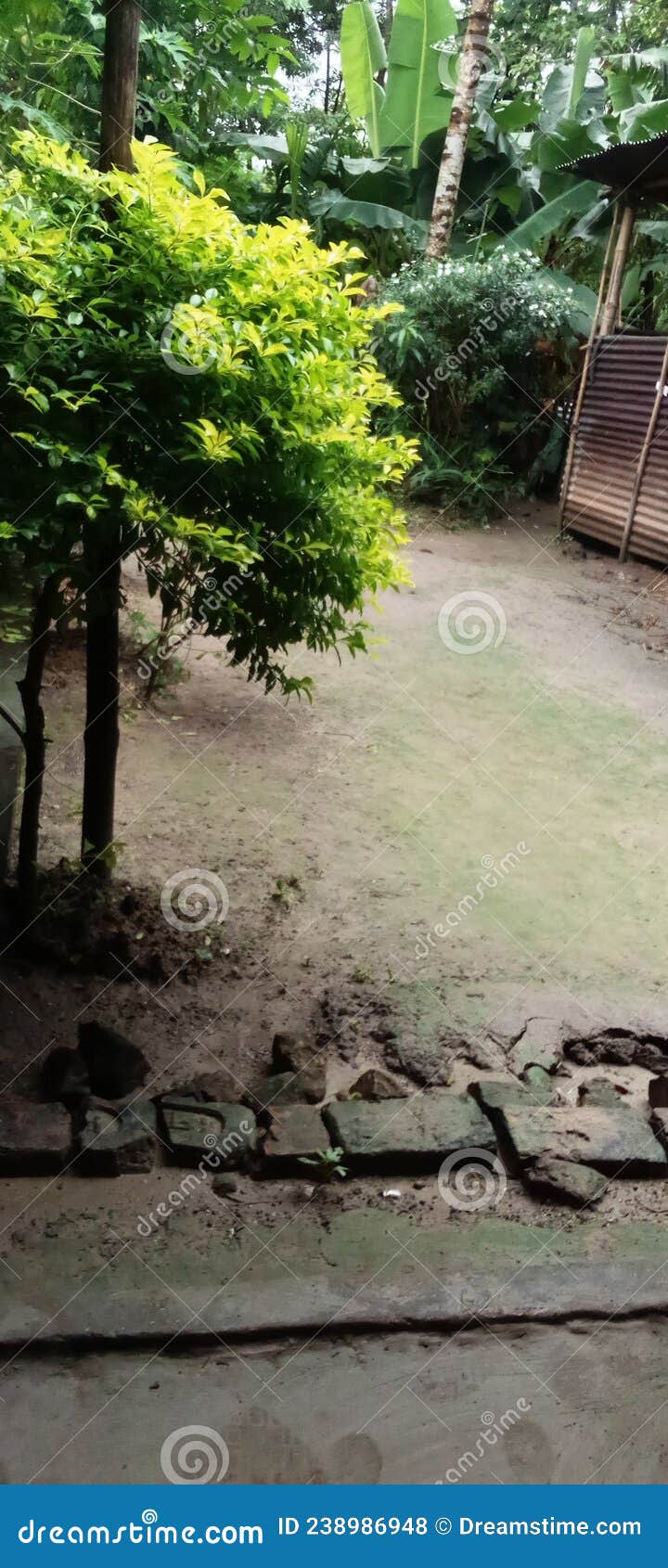 Beautiful Senary Verry Good Looking Stock Photo - Image of like ...