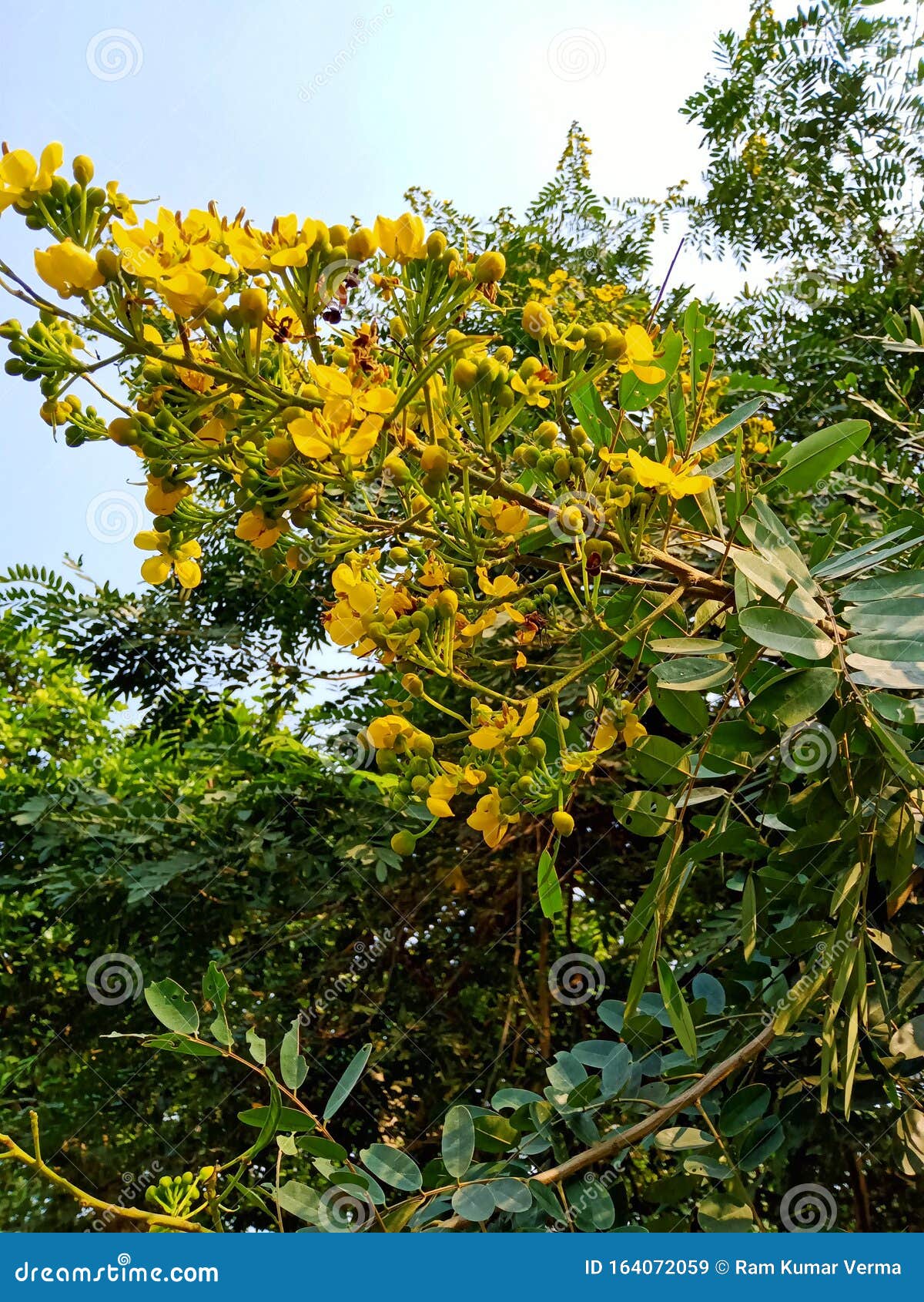 Beautiful Senna Siamea Flower Image India Stock Image - Image of siamea ...