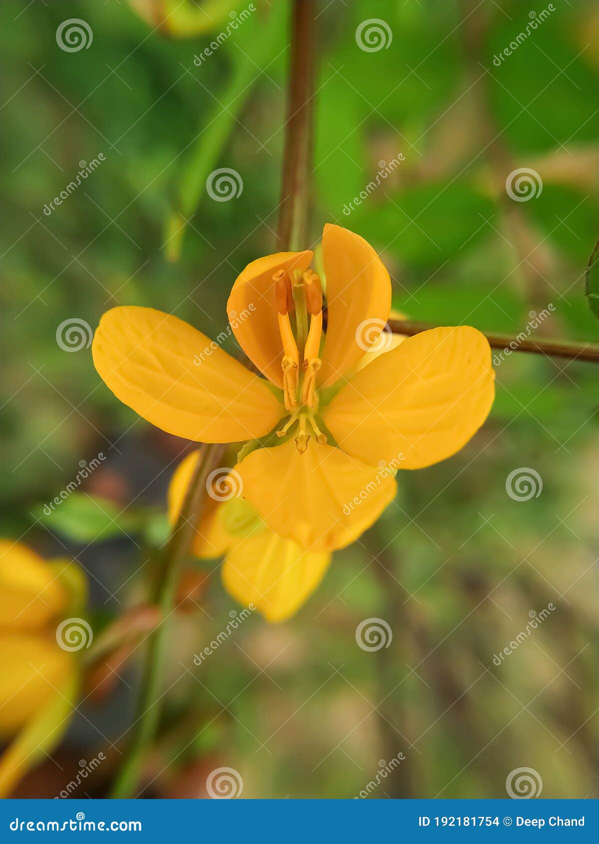 This is a Beautiful Senna Tree Flower Stock Photo - Image of closeup ...