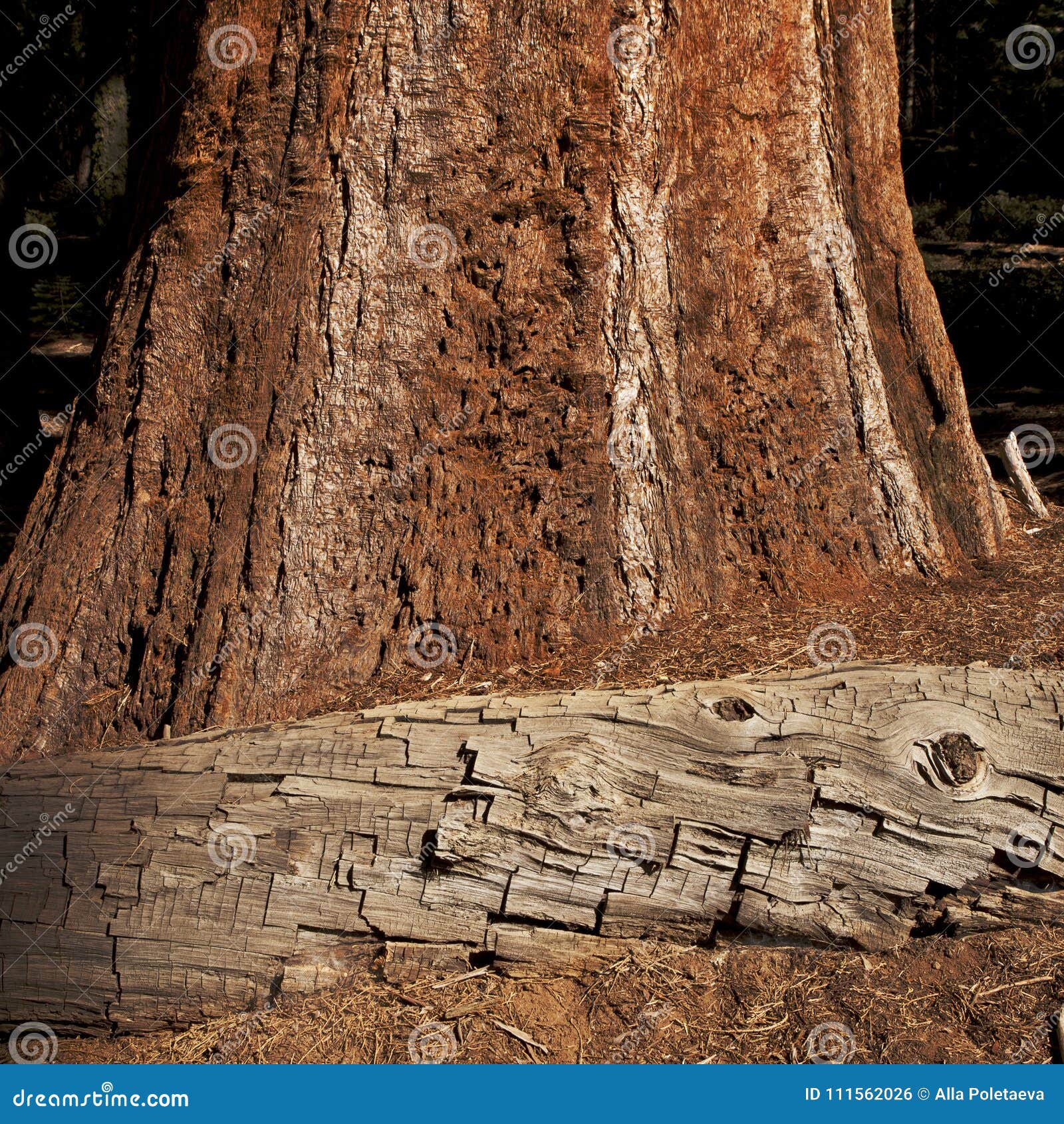 Beautiful Sequoia Tree Bark Textures - Dead Tree and Alive Tree. Stock ...