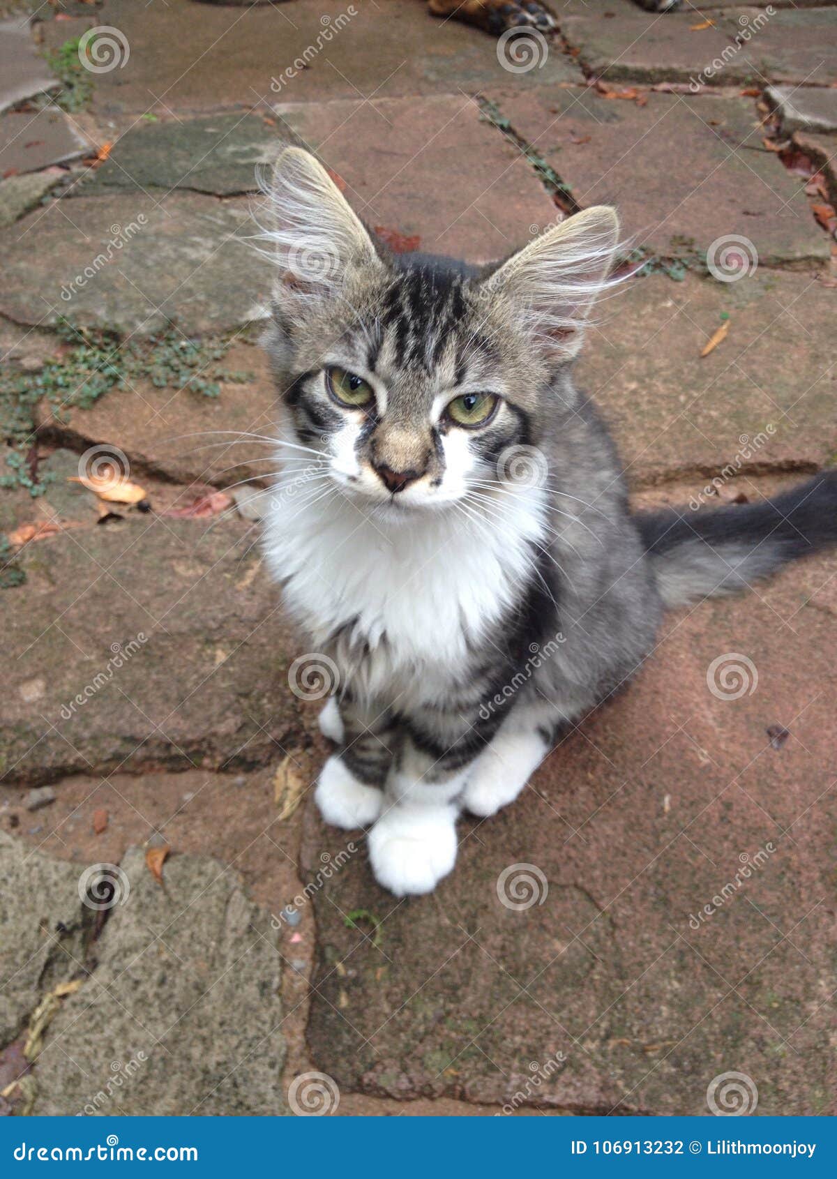Pretty serious kitten cat stock photo. Image of kitten - 106913232