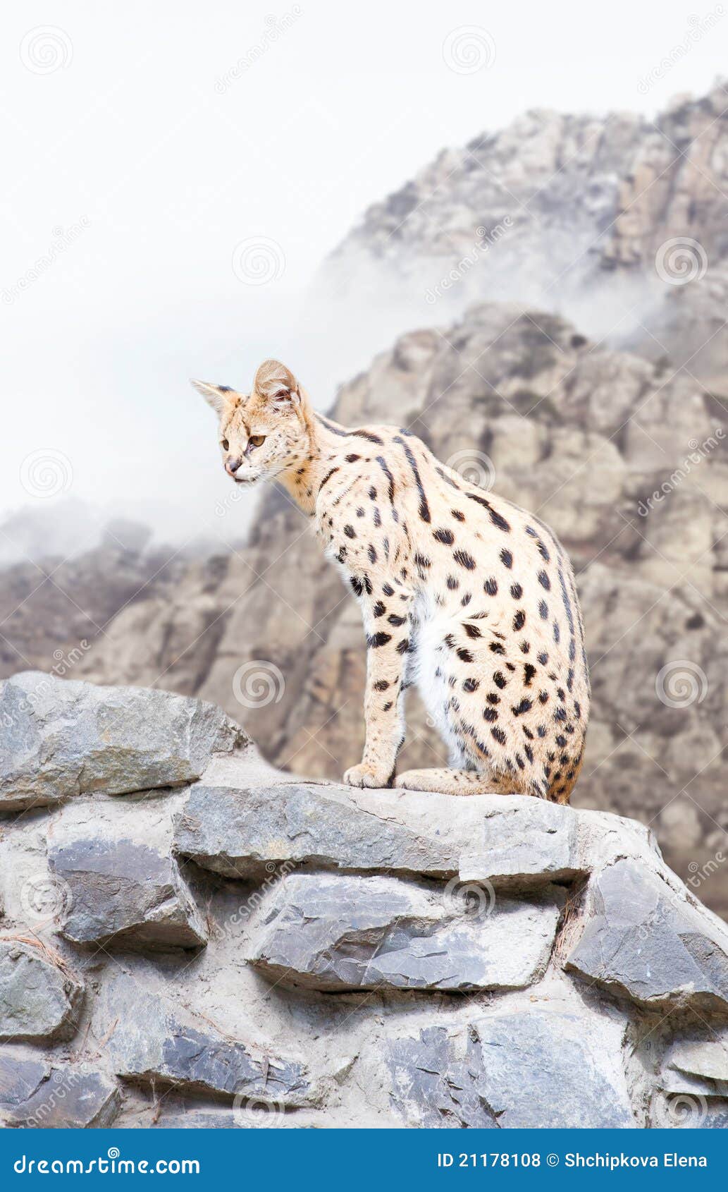 Beautiful Serval stock photo. Image of mountains, ears - 21178108