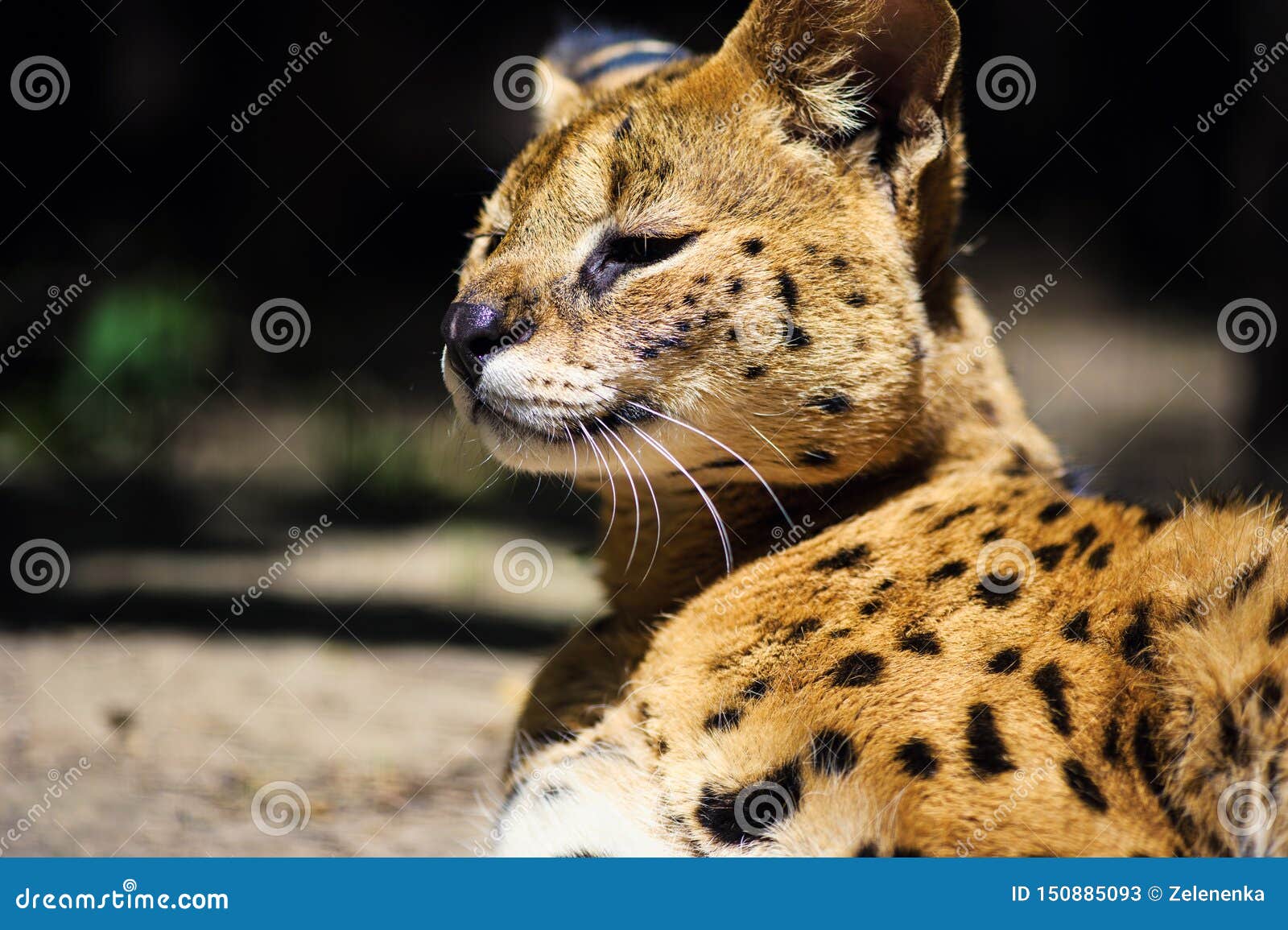 Beautiful serval cat stock image. Image of african, look - 150885093