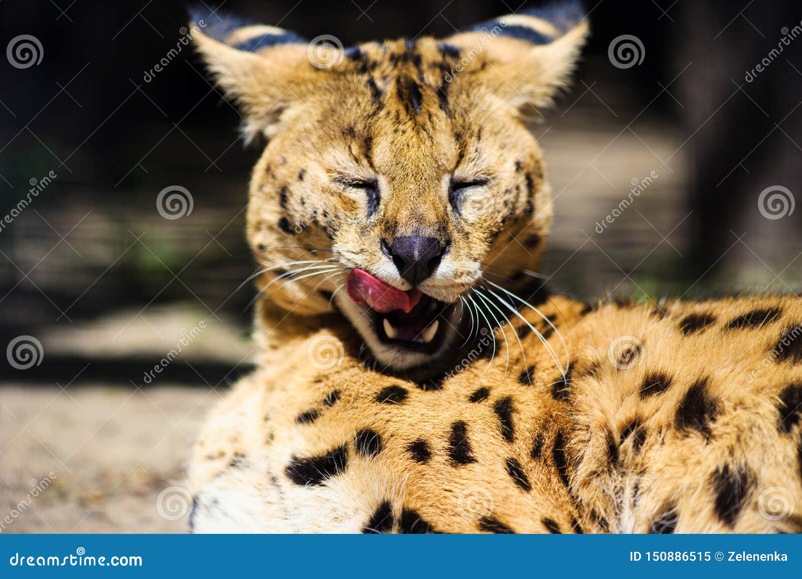Beautiful serval cat stock image. Image of kenya, park - 150886515