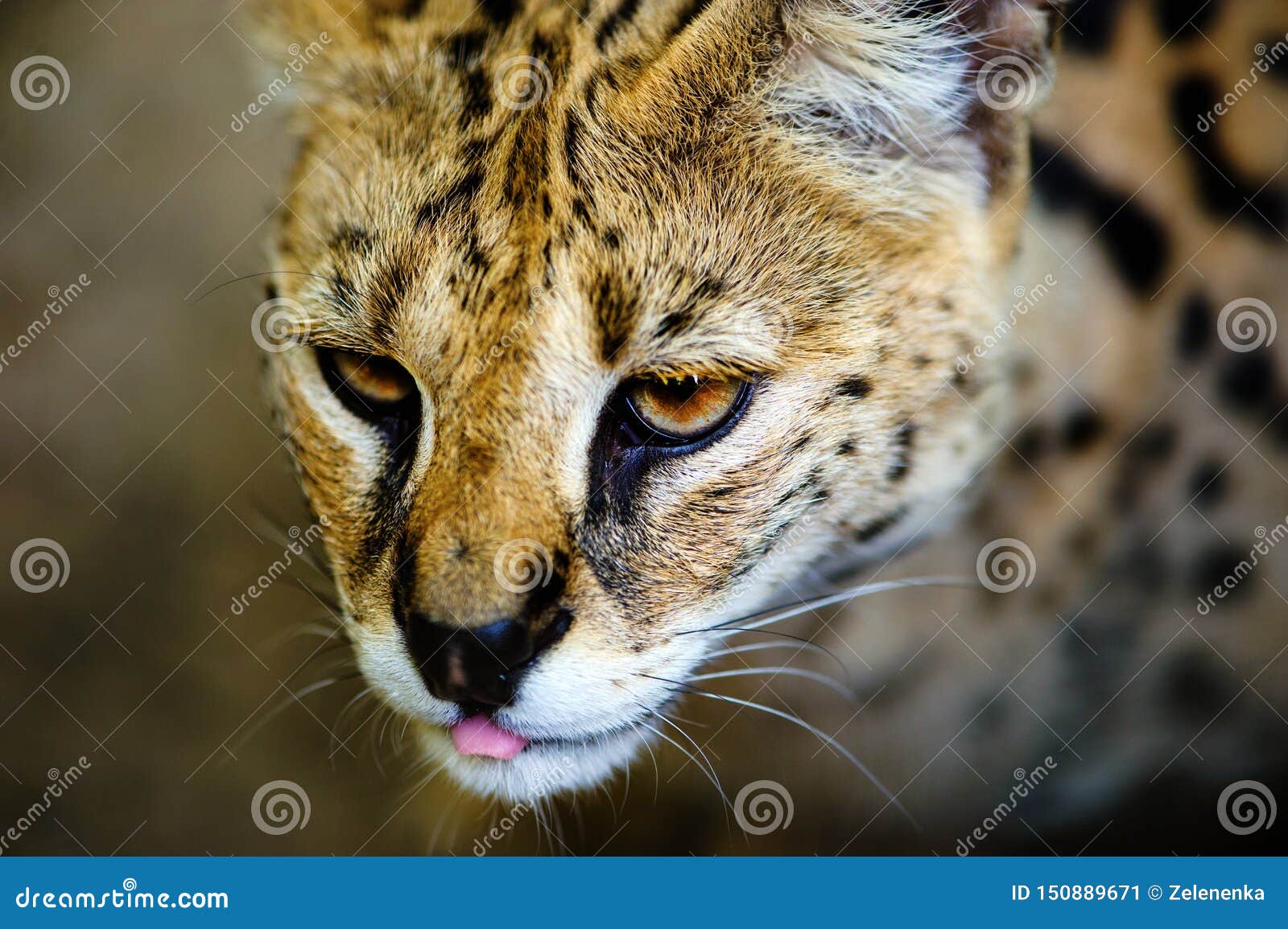 Beautiful serval cat stock image. Image of africa, leptailurus - 150889671