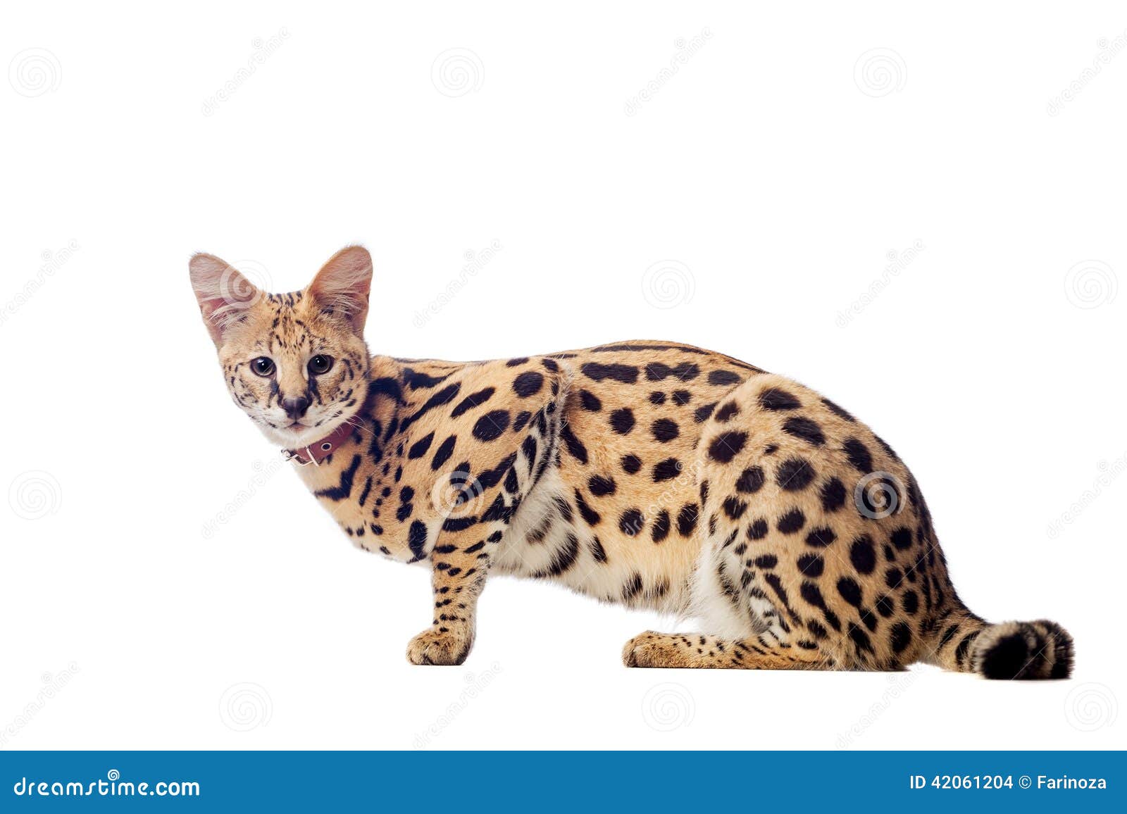 Beautiful Serval, Leptailurus Serval Stock Photo - Image of fierce ...