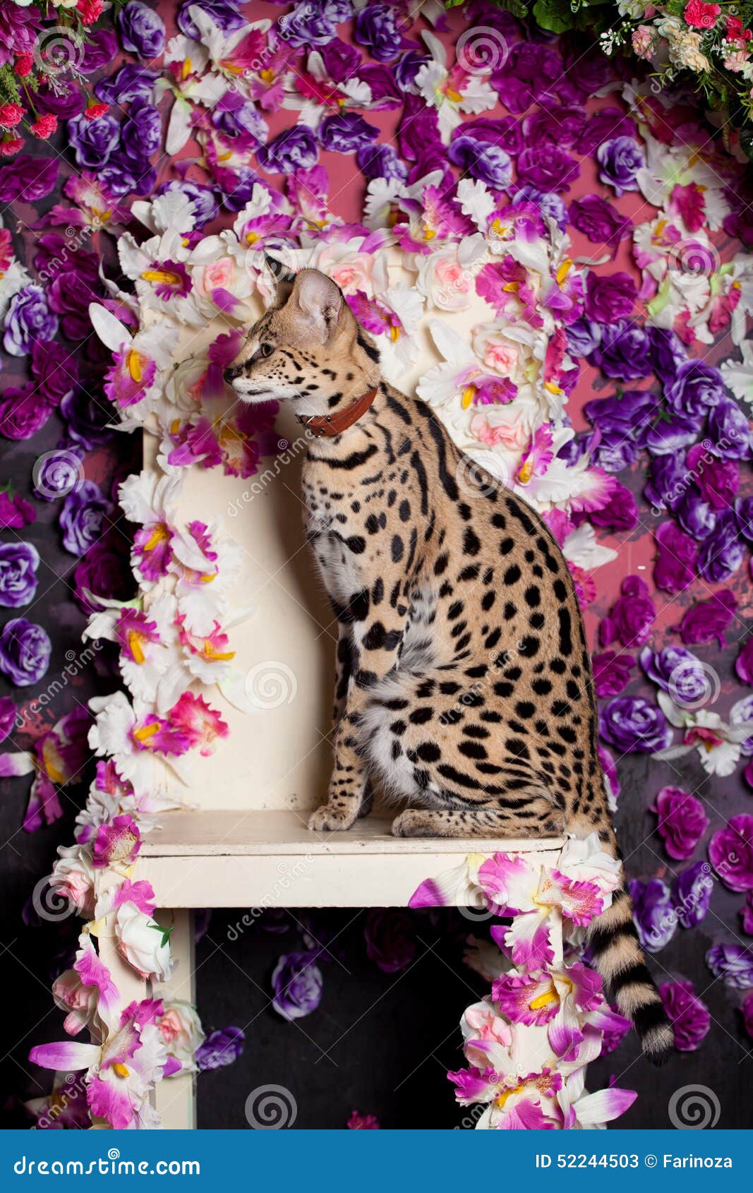 Beautiful Serval, Leptailurus Serval Stock Image - Image of leptailurus ...