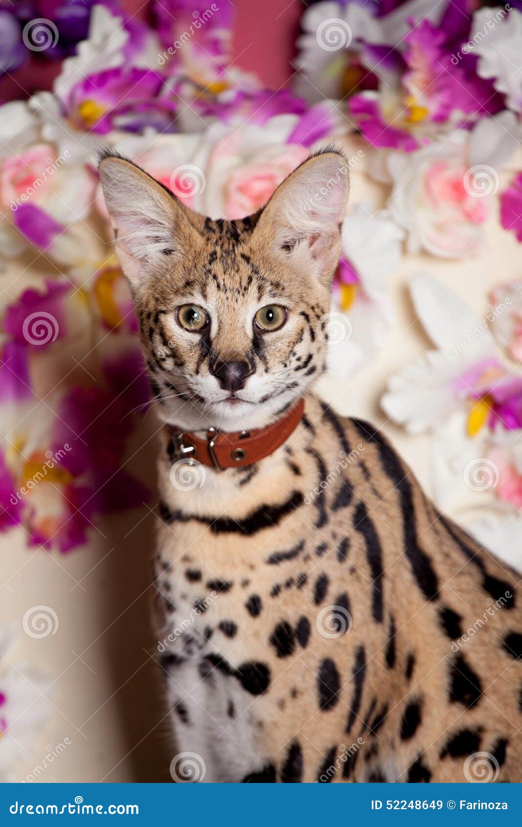Beautiful Serval, Leptailurus Serval Stock Image - Image of animal ...