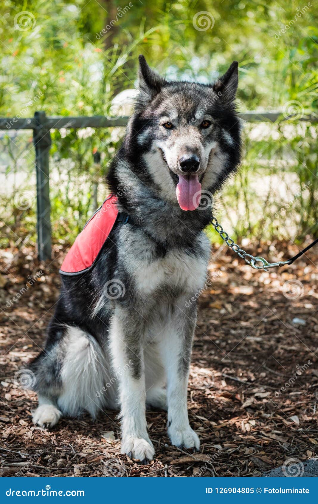 Beautiful Service Dog stock image. Image of animal, black - 126904805