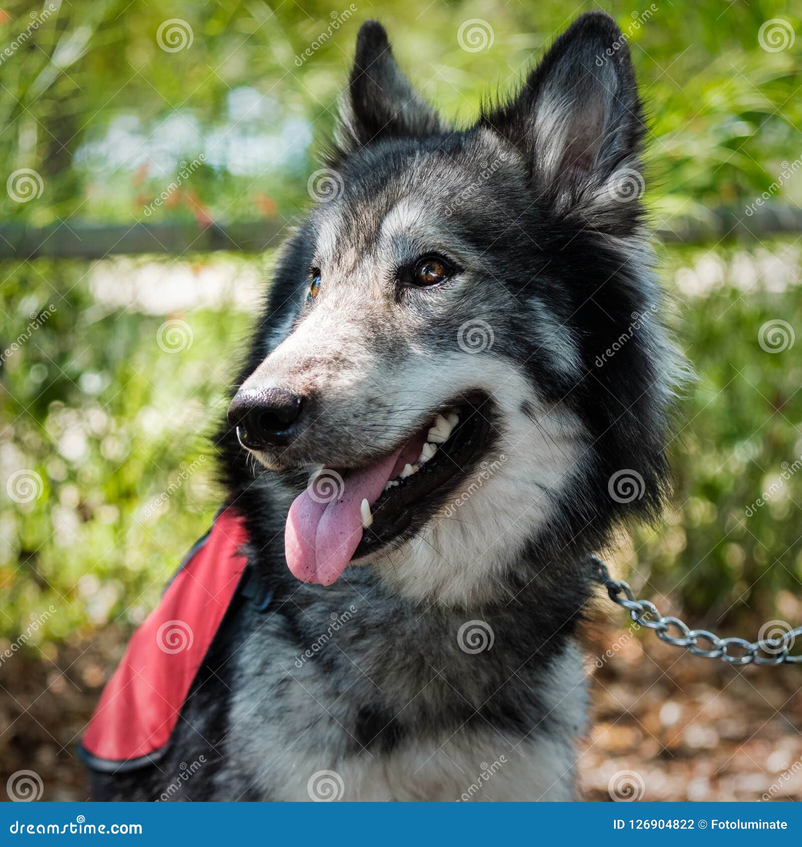 Beautiful Service Dog stock photo. Image of background - 126904822