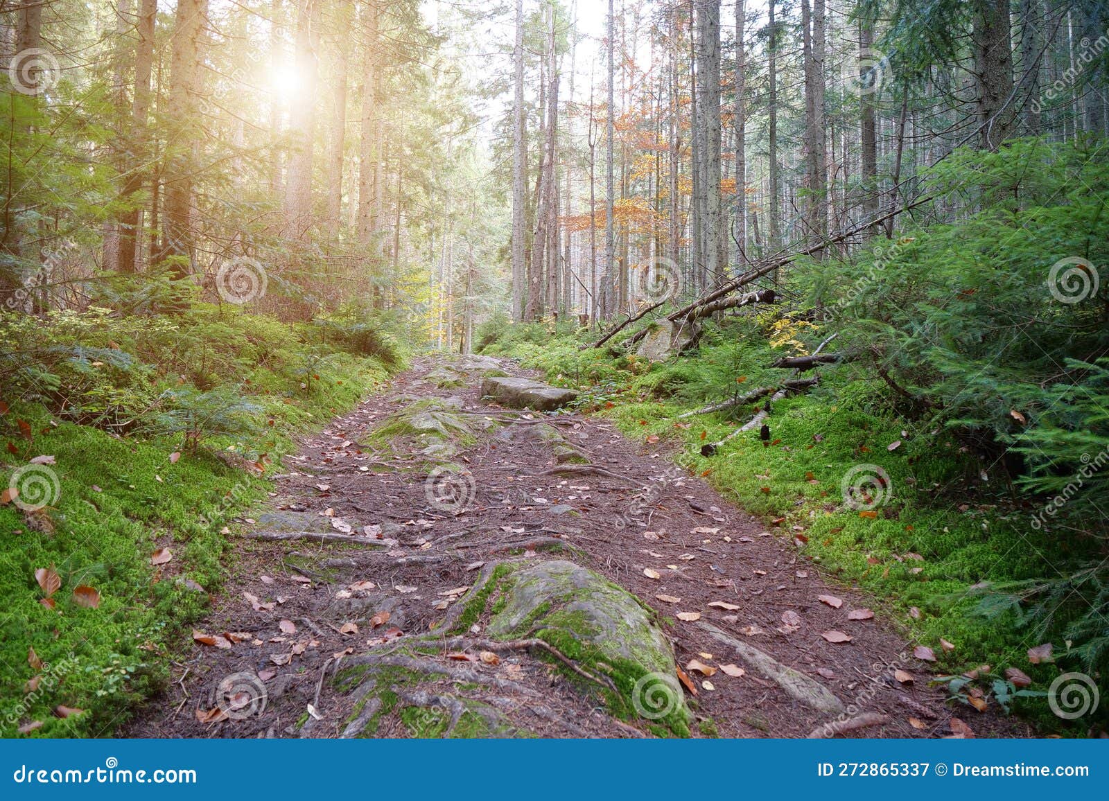 Beautiful Setting Sun in Forest with Coniferous Trees and Green Moss ...