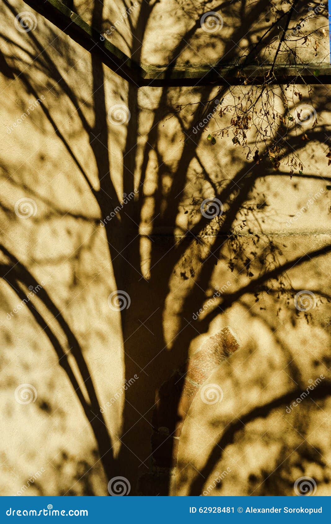 Beautiful Shadows of Tree on the Church Wall Stock Image - Image of ...