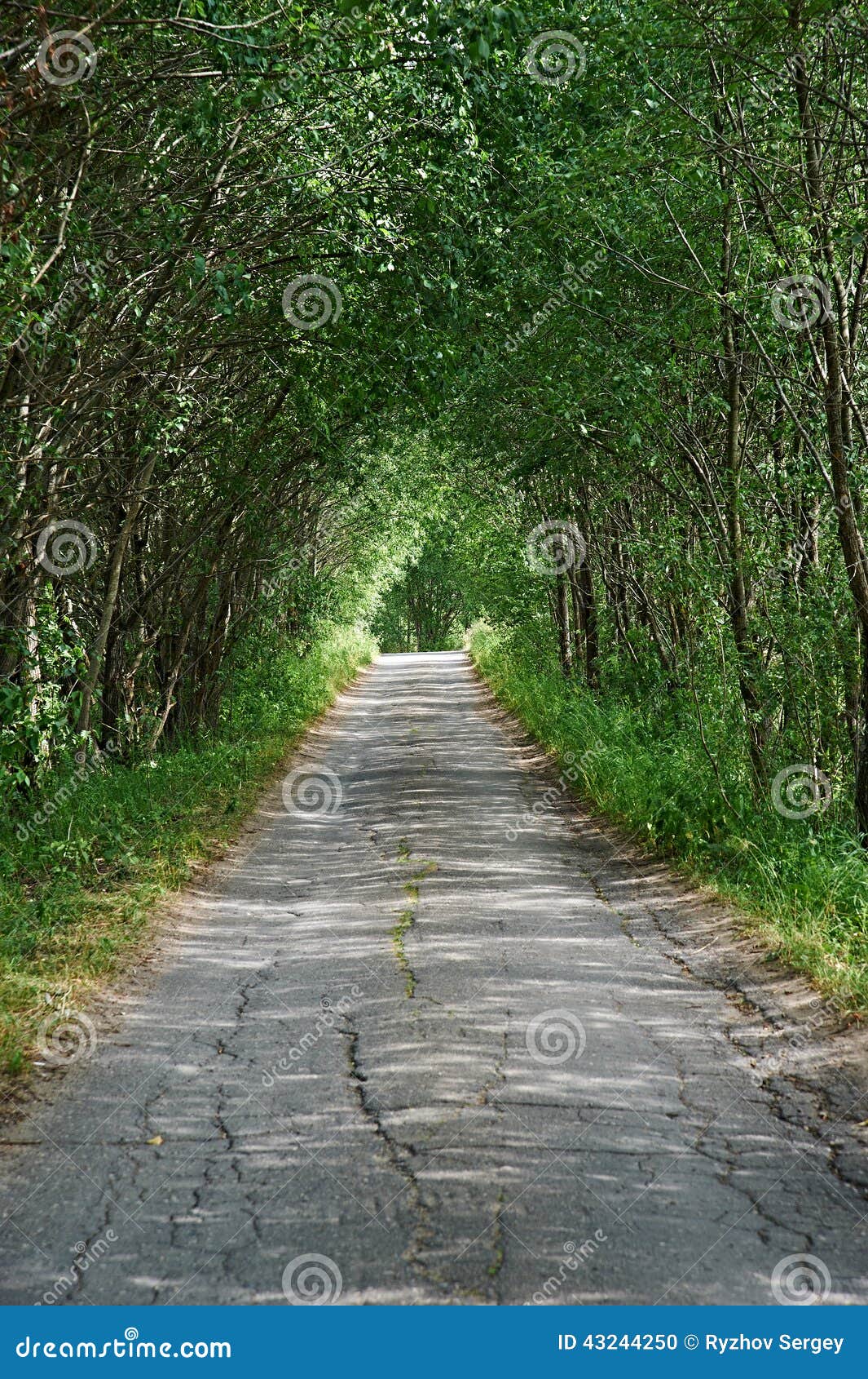 Beautiful shady alley stock photo. Image of green, park - 43244250
