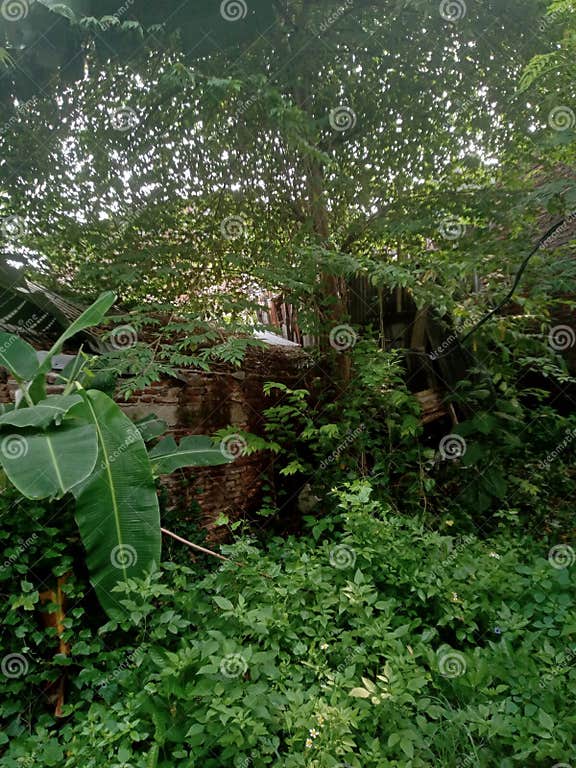 Beautiful, Shady and Cool Forest Stock Photo - Image of beautiful ...