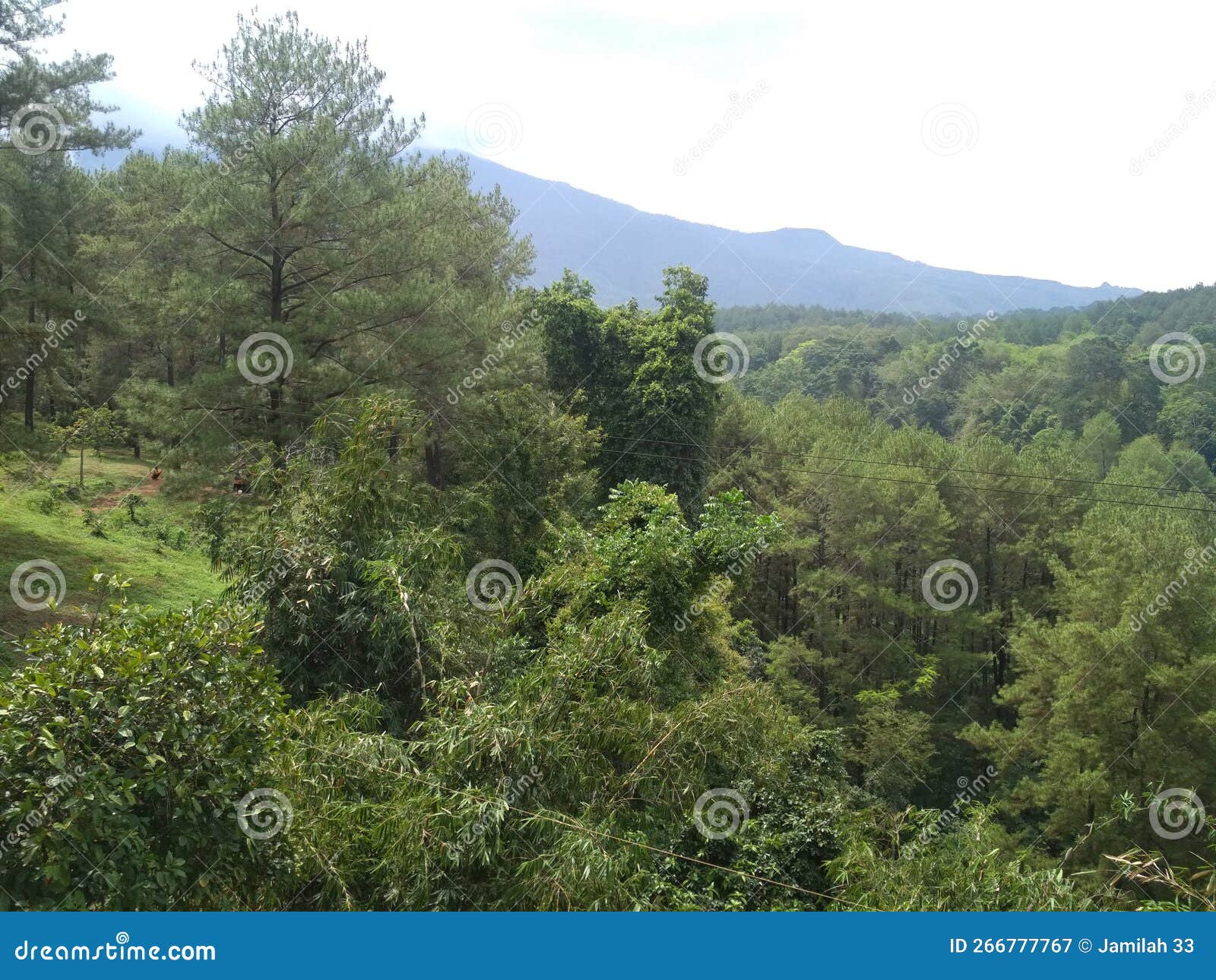 Beautiful Shady green cool stock image. Image of forest - 266777767