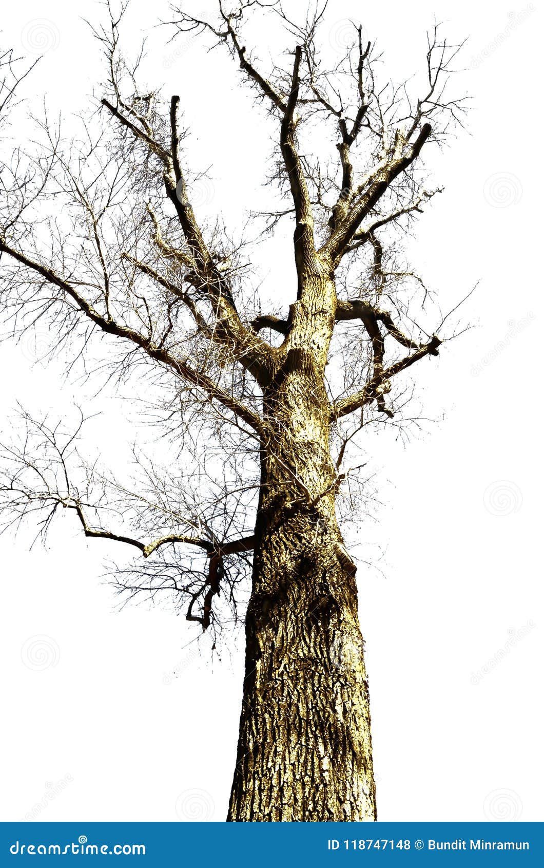 Big Leafless Dead Tree Isolated on White Background. Stock Photo ...