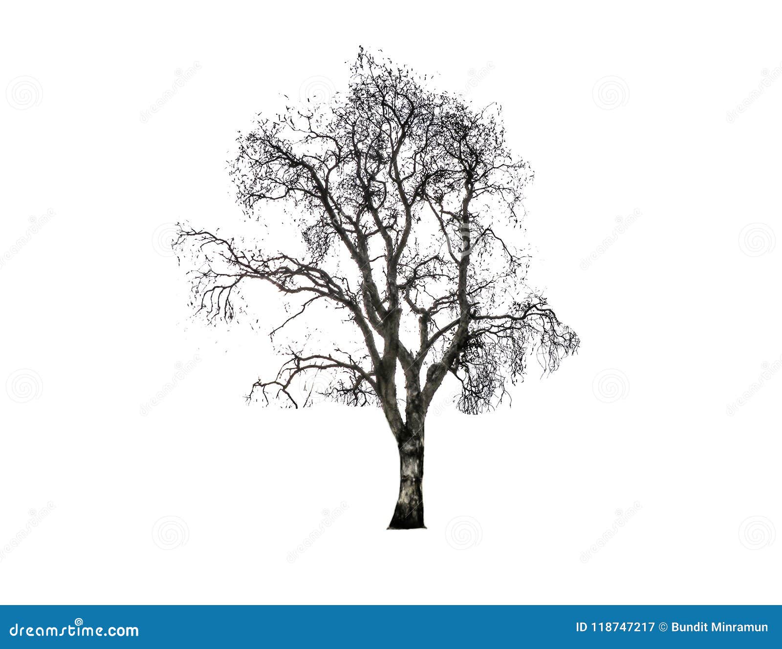 Big Leafless Dead Tree Isolated on White Background. Stock Image ...