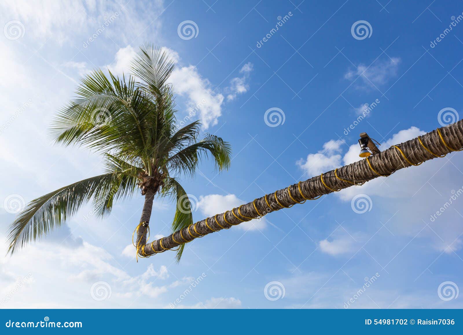 Beautiful Shape Coconut Tree. Stock Photo - Image of wallpaper ...