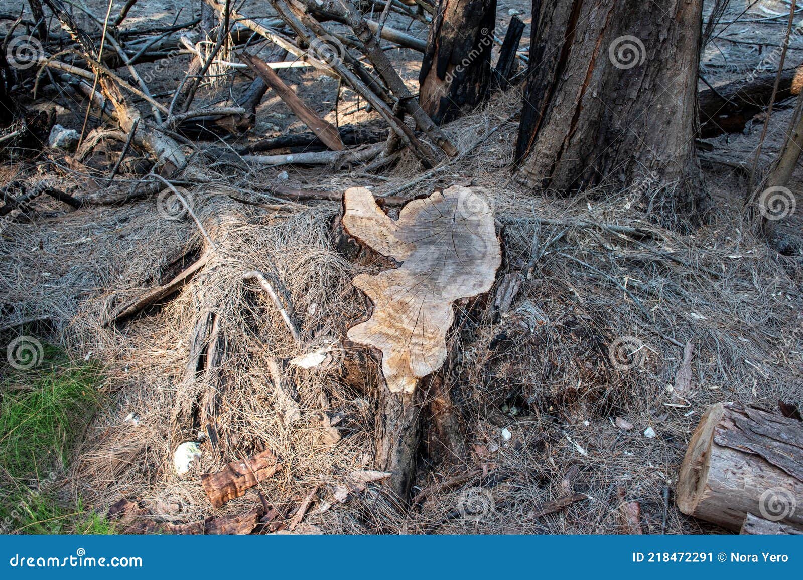 Beautiful Shape of a Cut Tree Stock Image - Image of history, firewood ...