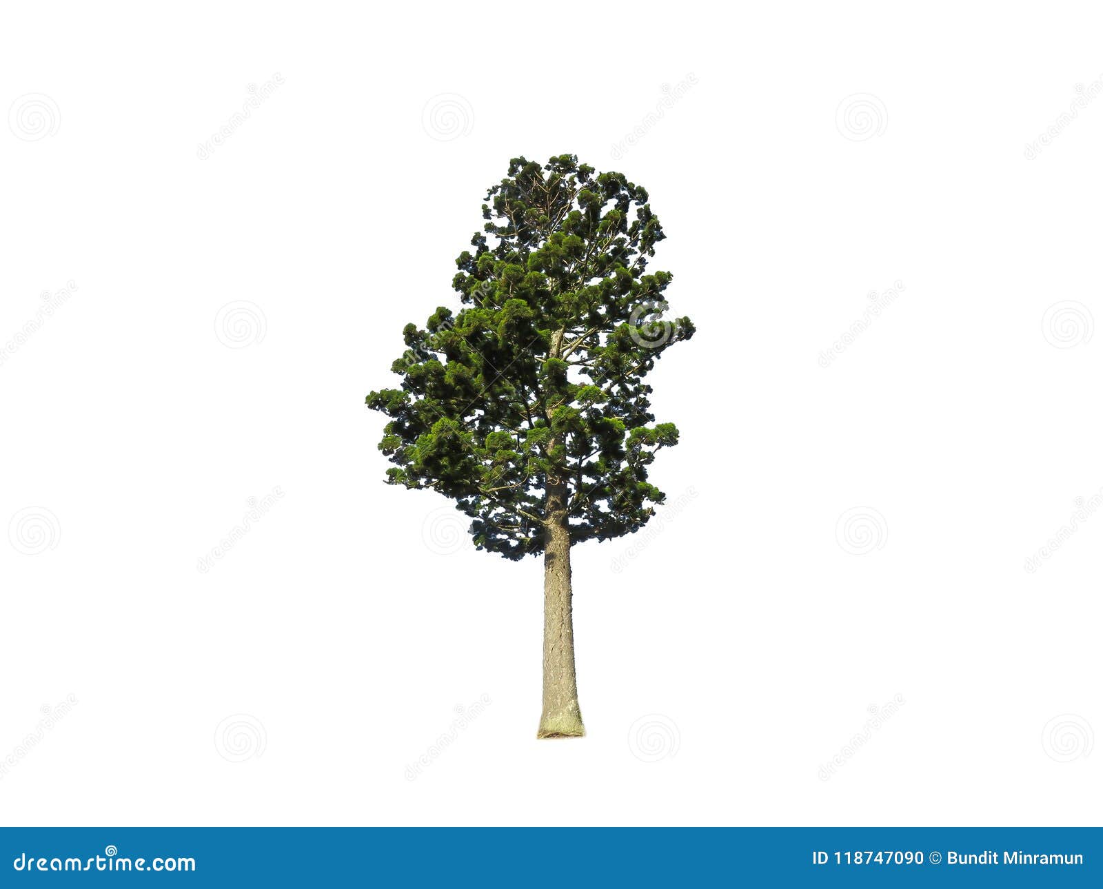 Beautiful Shape of Green Tree Isolated on White Background. Stock Photo ...