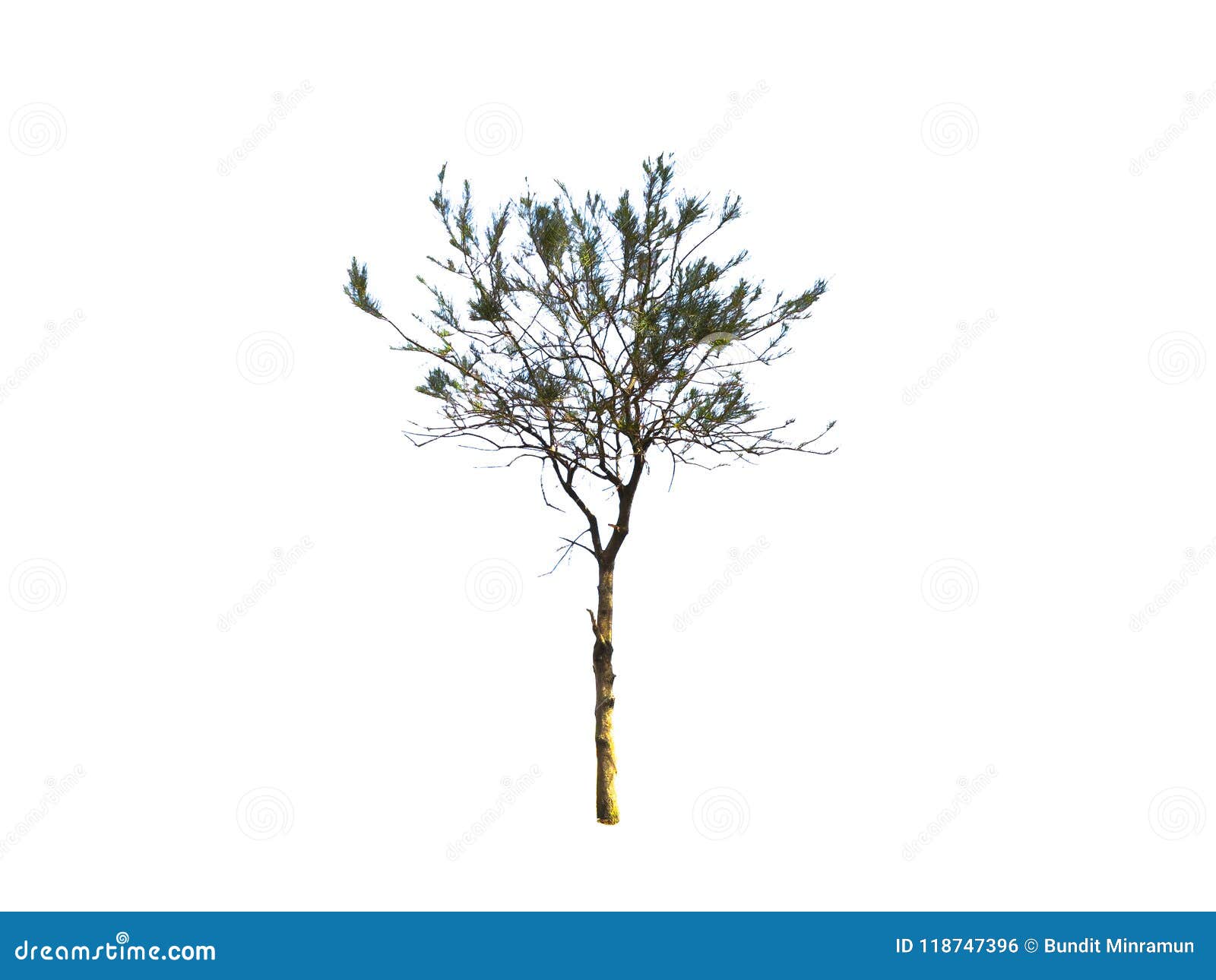 Beautiful Shape of Green Tree Isolated on White Background. Stock Photo ...