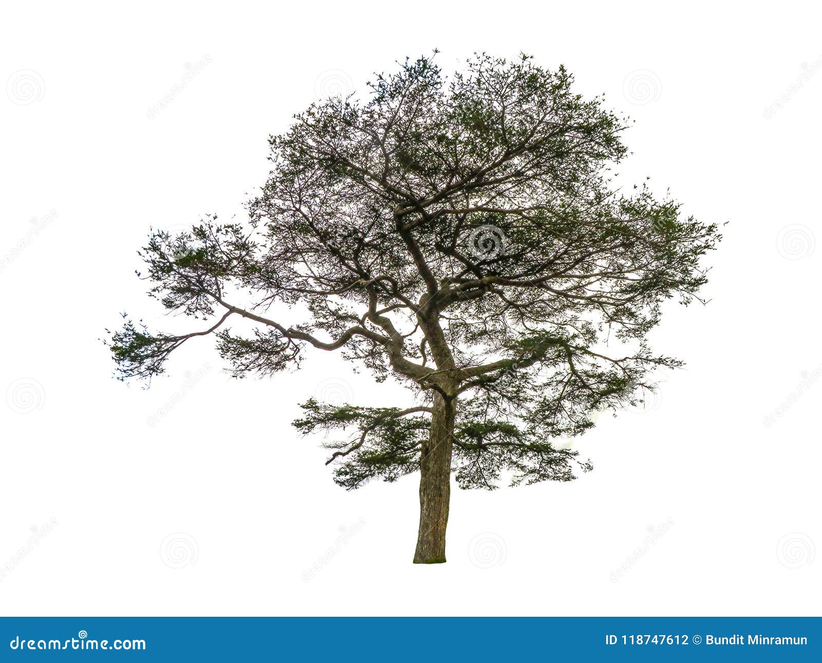 Beautiful Shape of Green Tree Isolated on White Background. Stock Photo ...