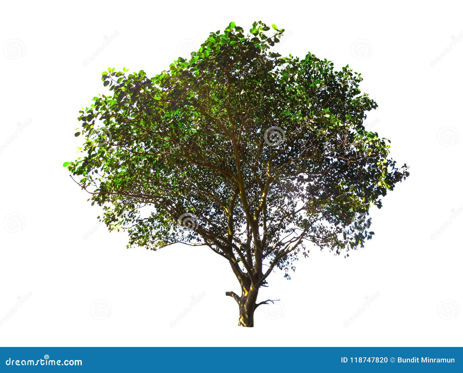 Beautiful Shape of Green Tree Isolated on White Background. Stock Photo ...