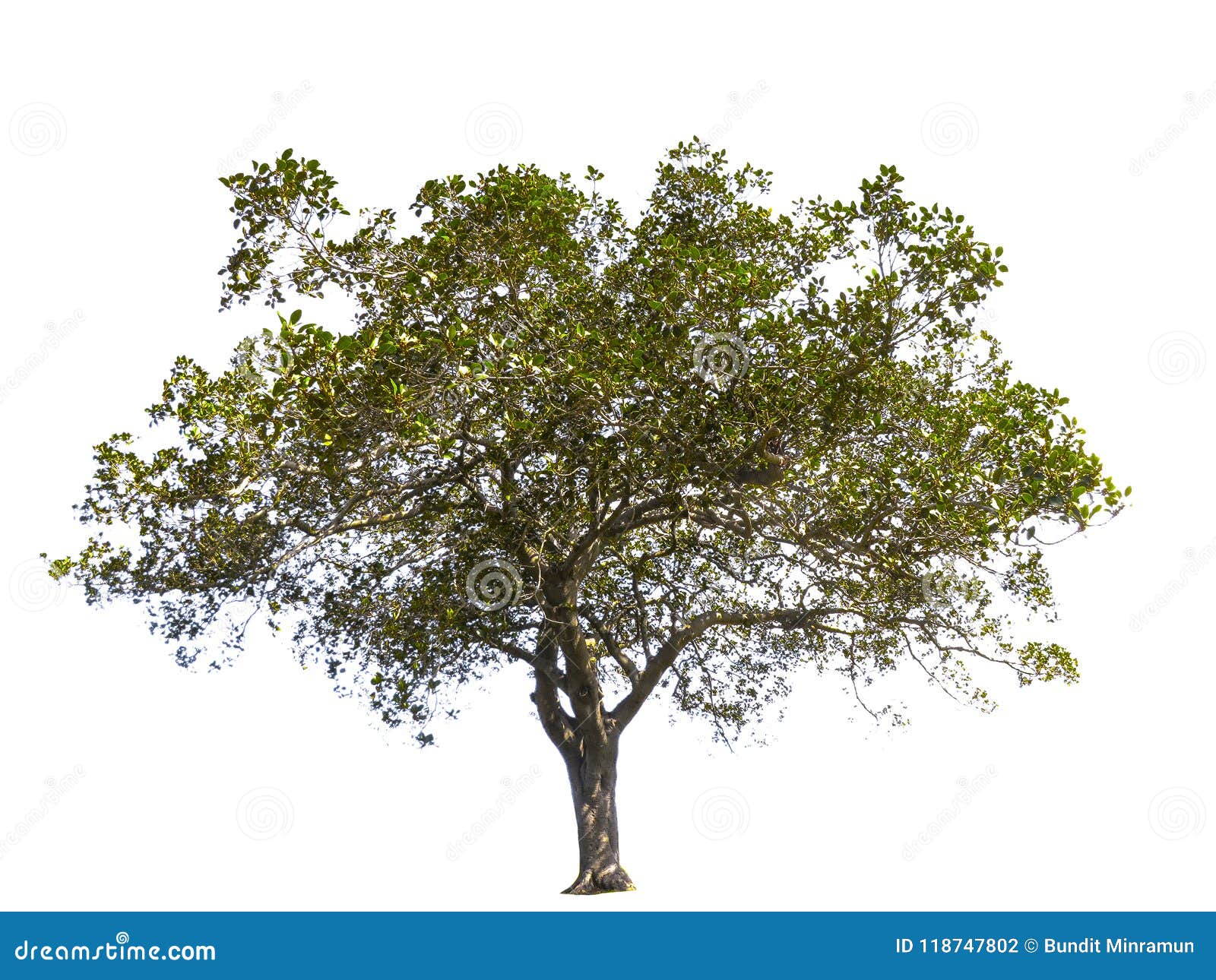 Beautiful Shape of Green Tree Isolated on White Background. Stock Photo ...