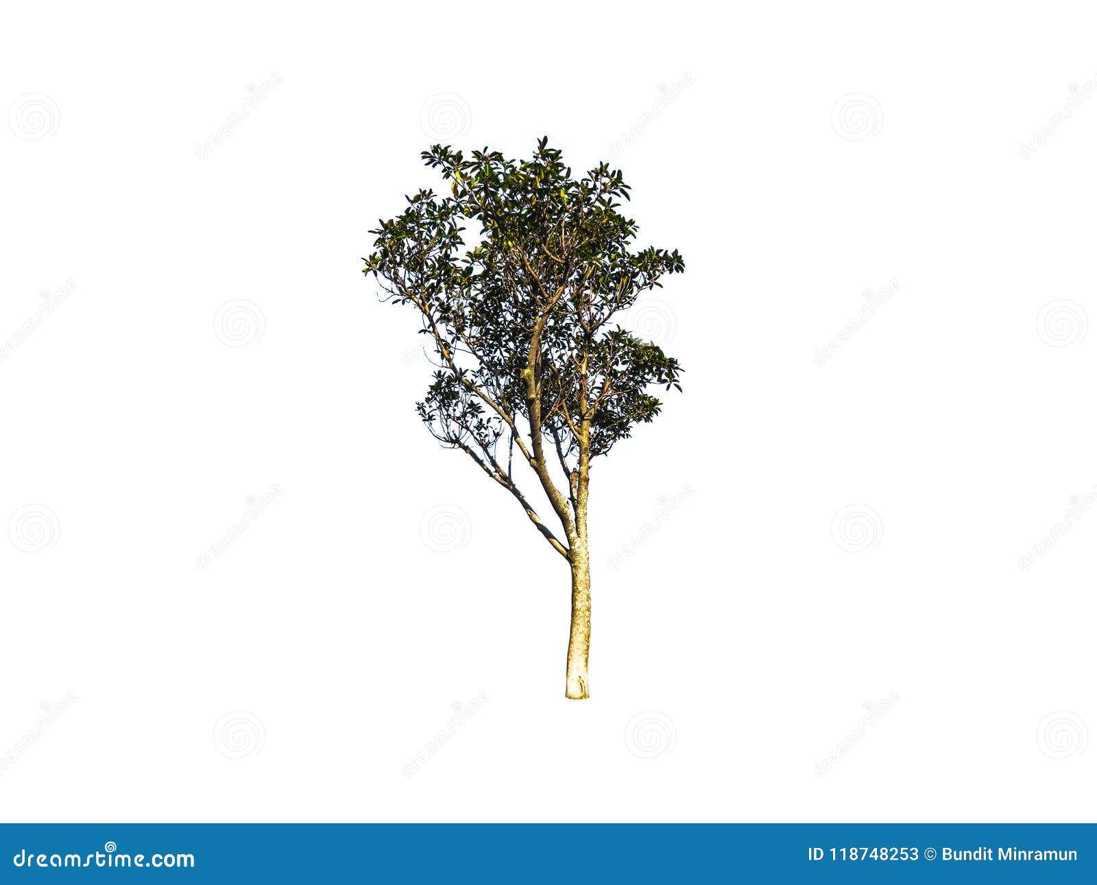 Beautiful Shape of Green Tree Isolated on White Background. Stock Image ...