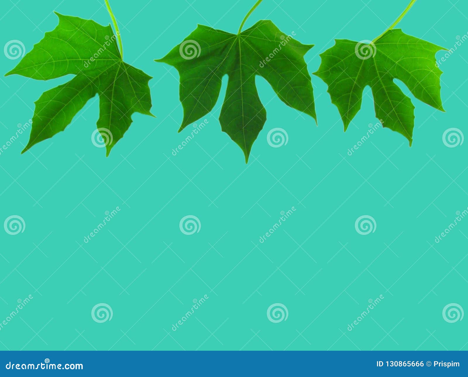 Beautiful Shape of Green Leaves Isolate on Mint Background. Cli Stock ...