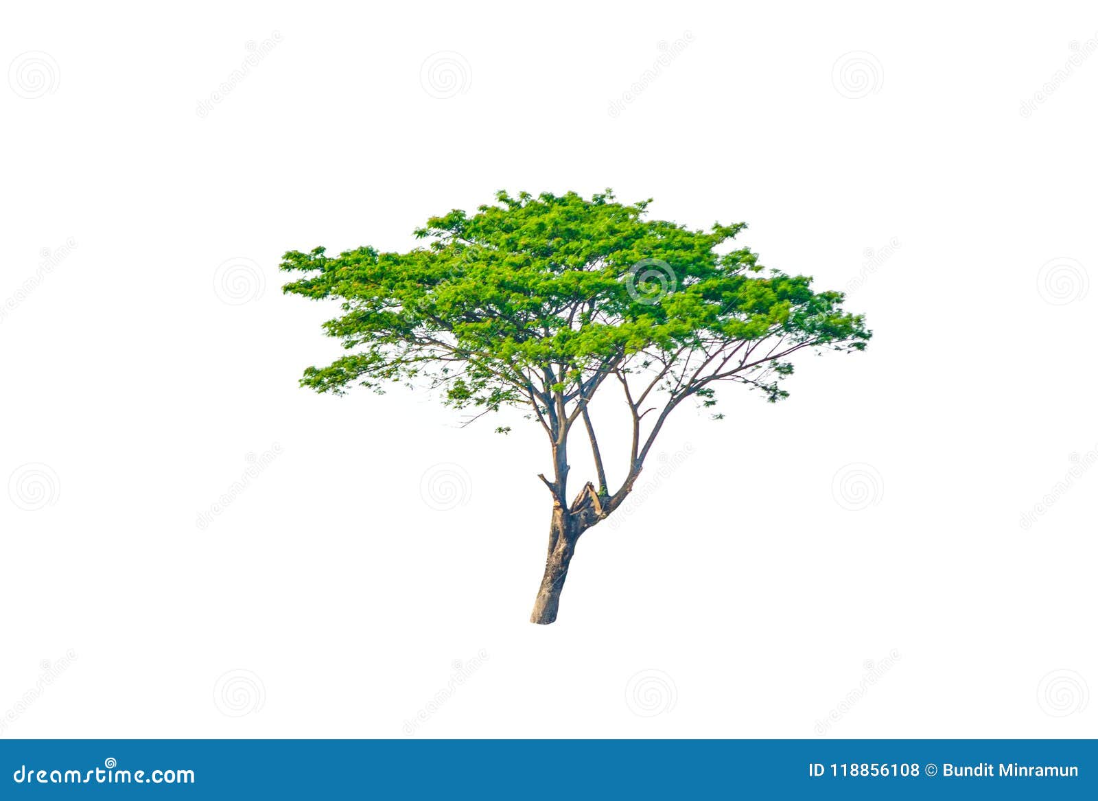 Beautiful Shape of Green Tree Isolated on White Background. Stock ...