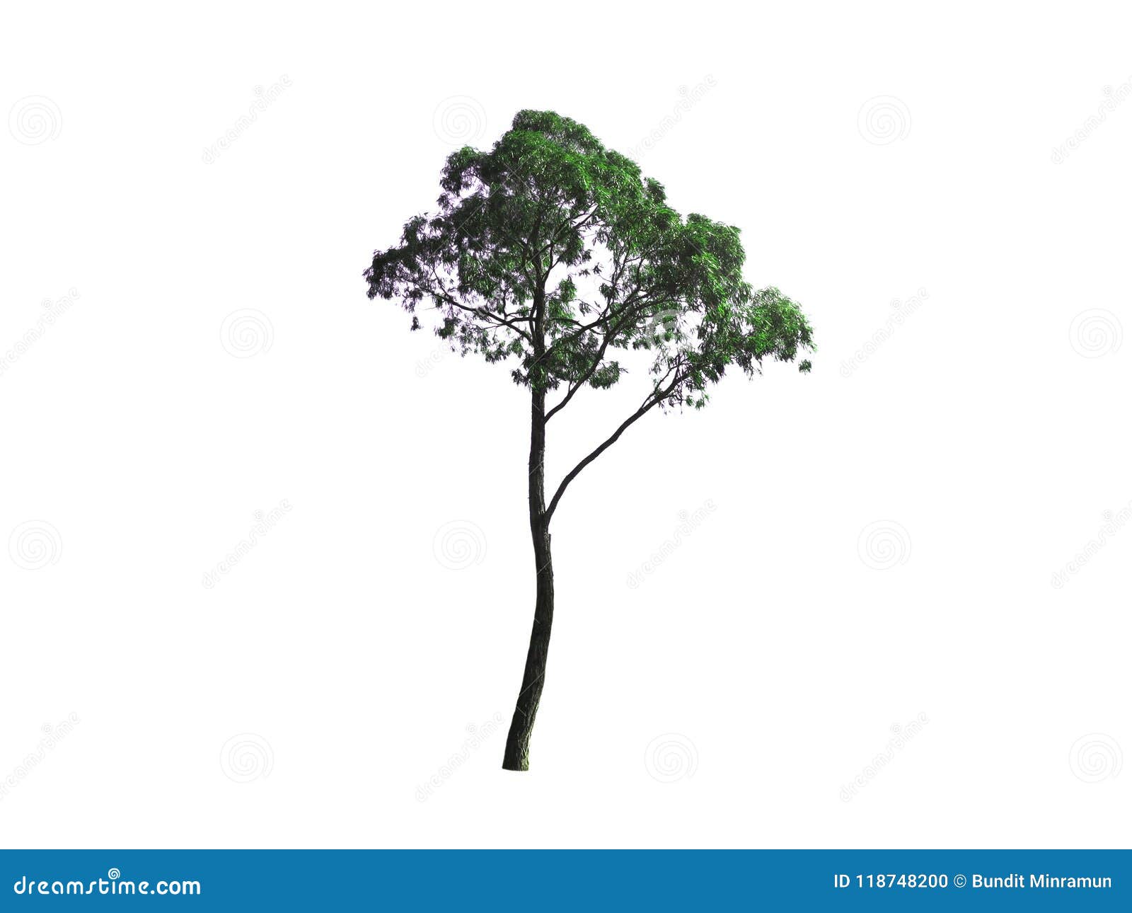 Beautiful Shape of Green Tree Isolated on White Background. Stock Photo ...