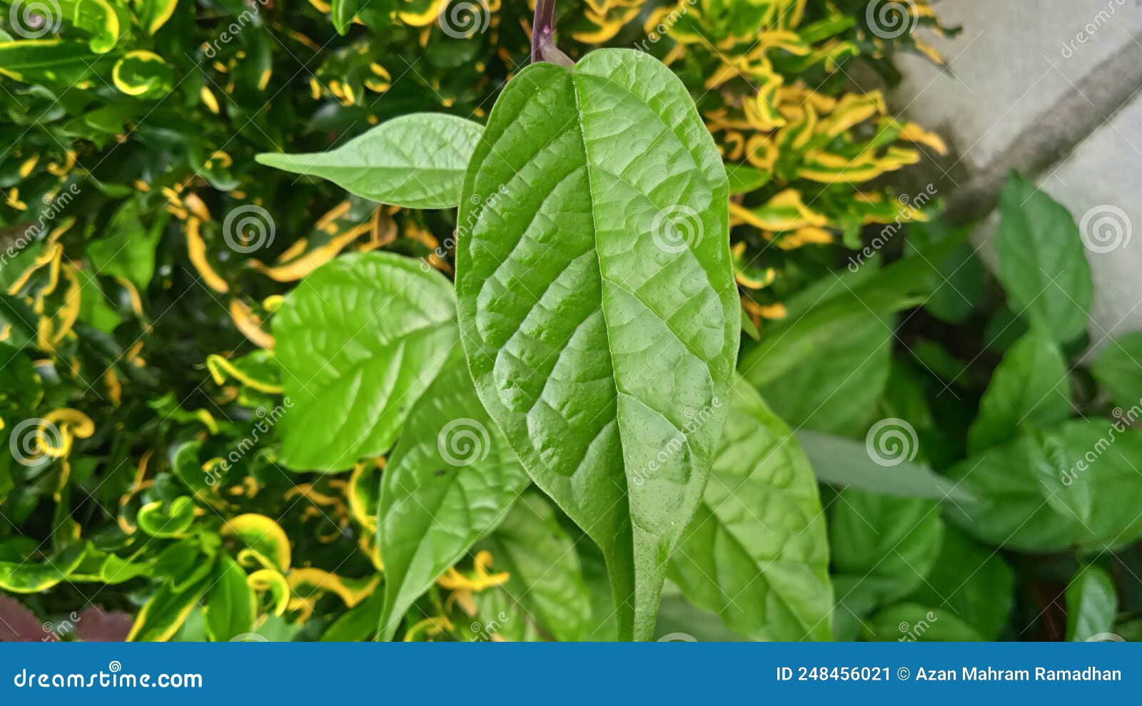 A beautiful shape of Leaf stock image. Image of shrub - 248456021