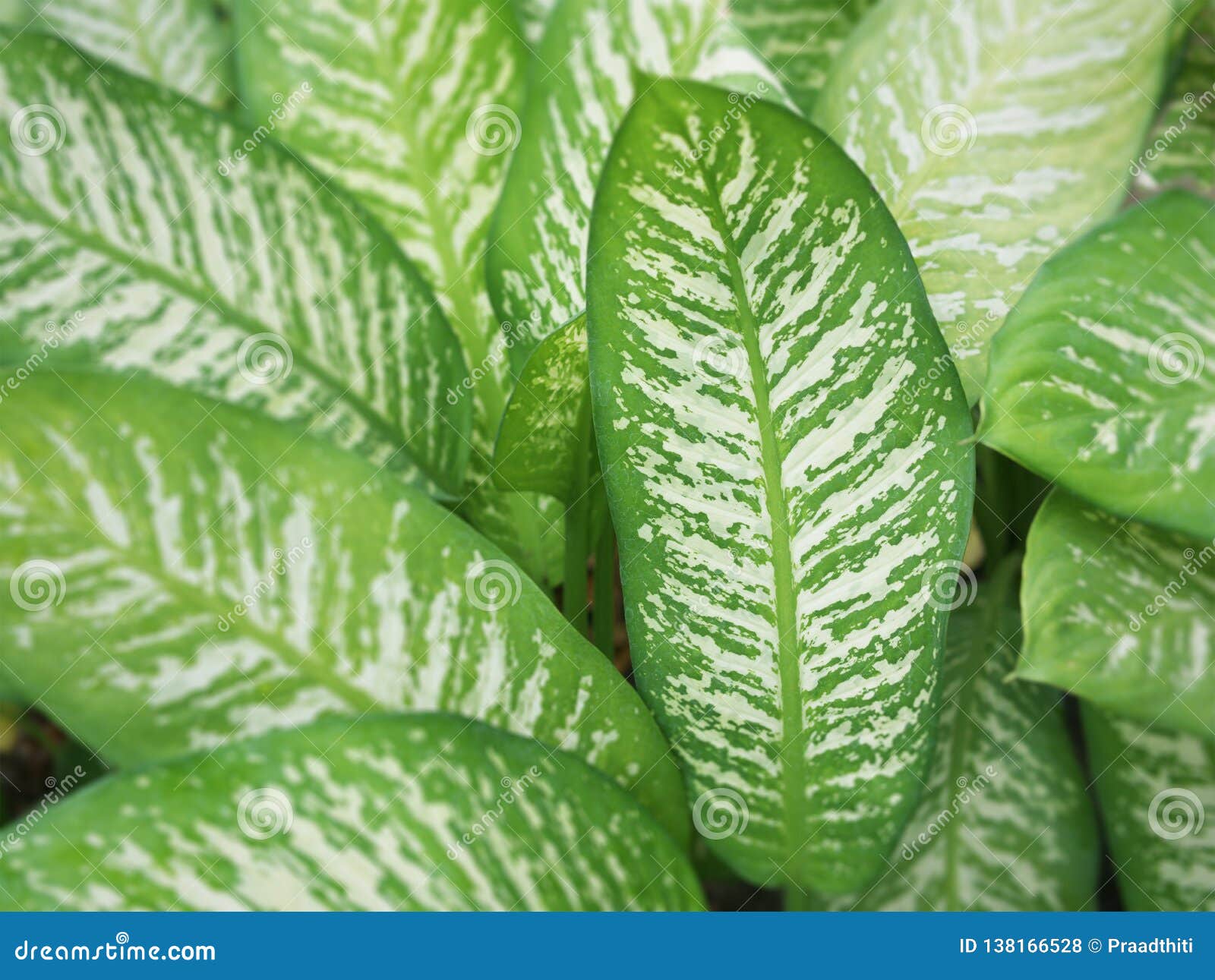 The Beautiful Shape and Pattern Leaves Stock Photo - Image of scene ...