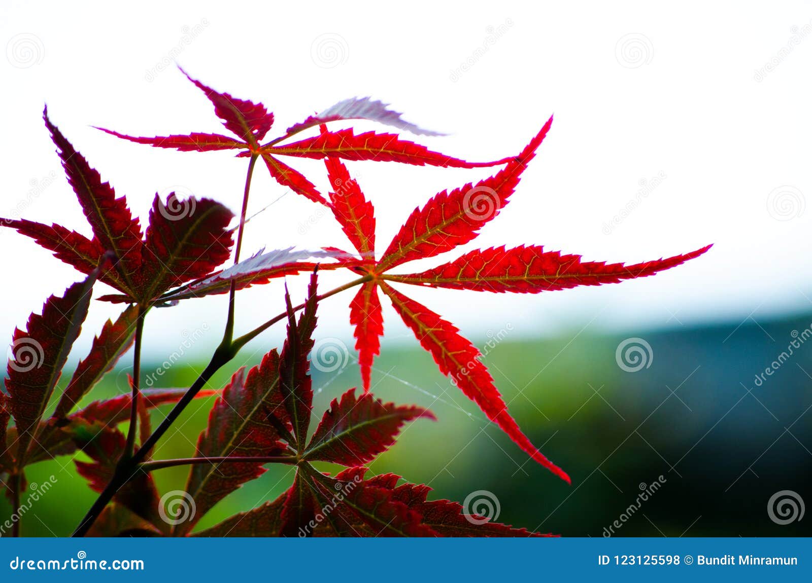 Beautiful Shape of Red Leaves in a Rainforest of Australia. Stock Photo ...