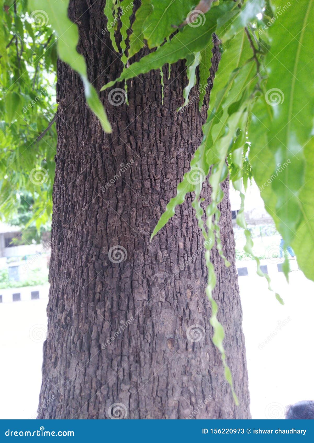 Beautiful Shape of Saraca Asoca Stem with Beautiful Leaf Naturally ...