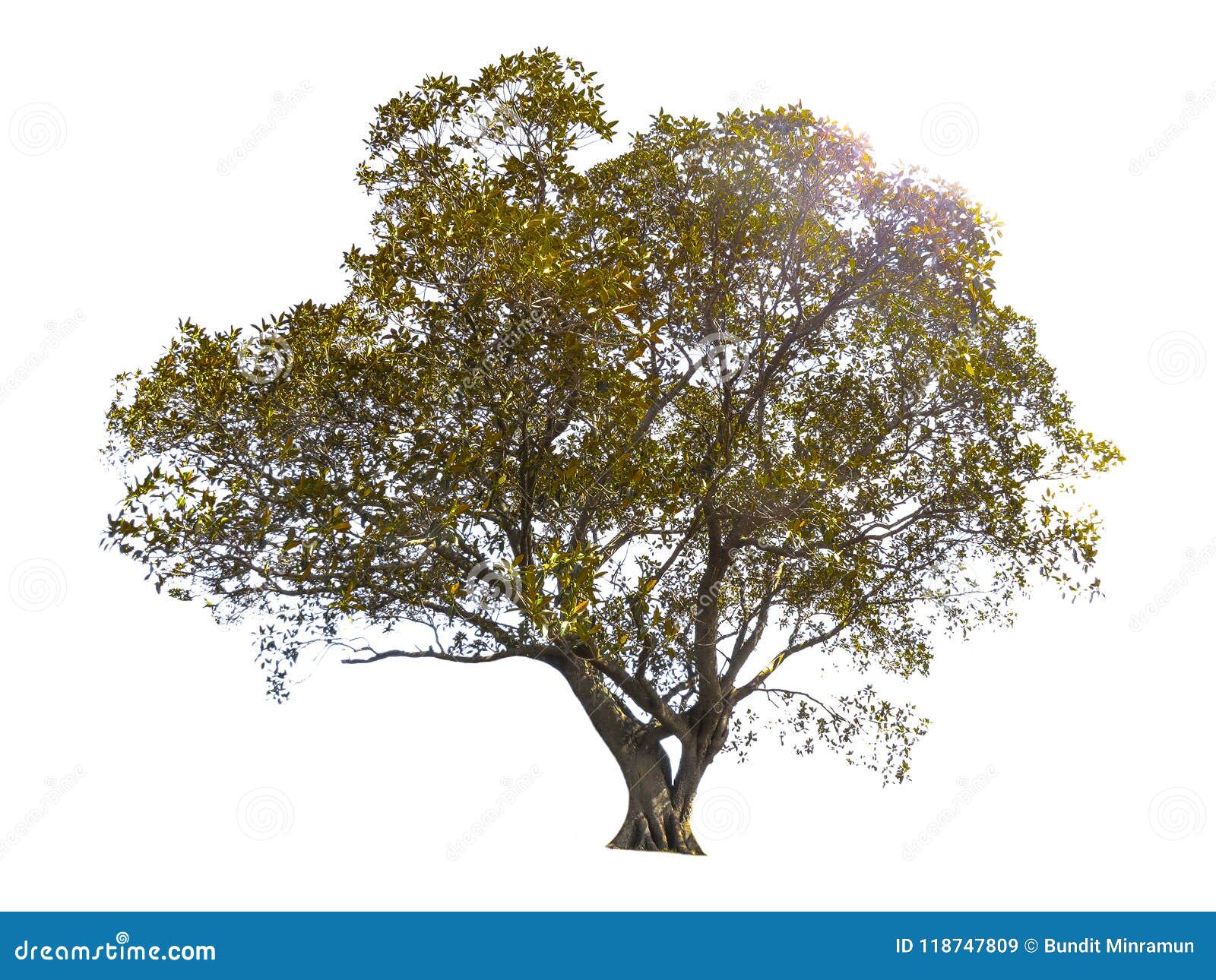 Beautiful Shape of Yellow Tree Isolated on White Background. Stock ...