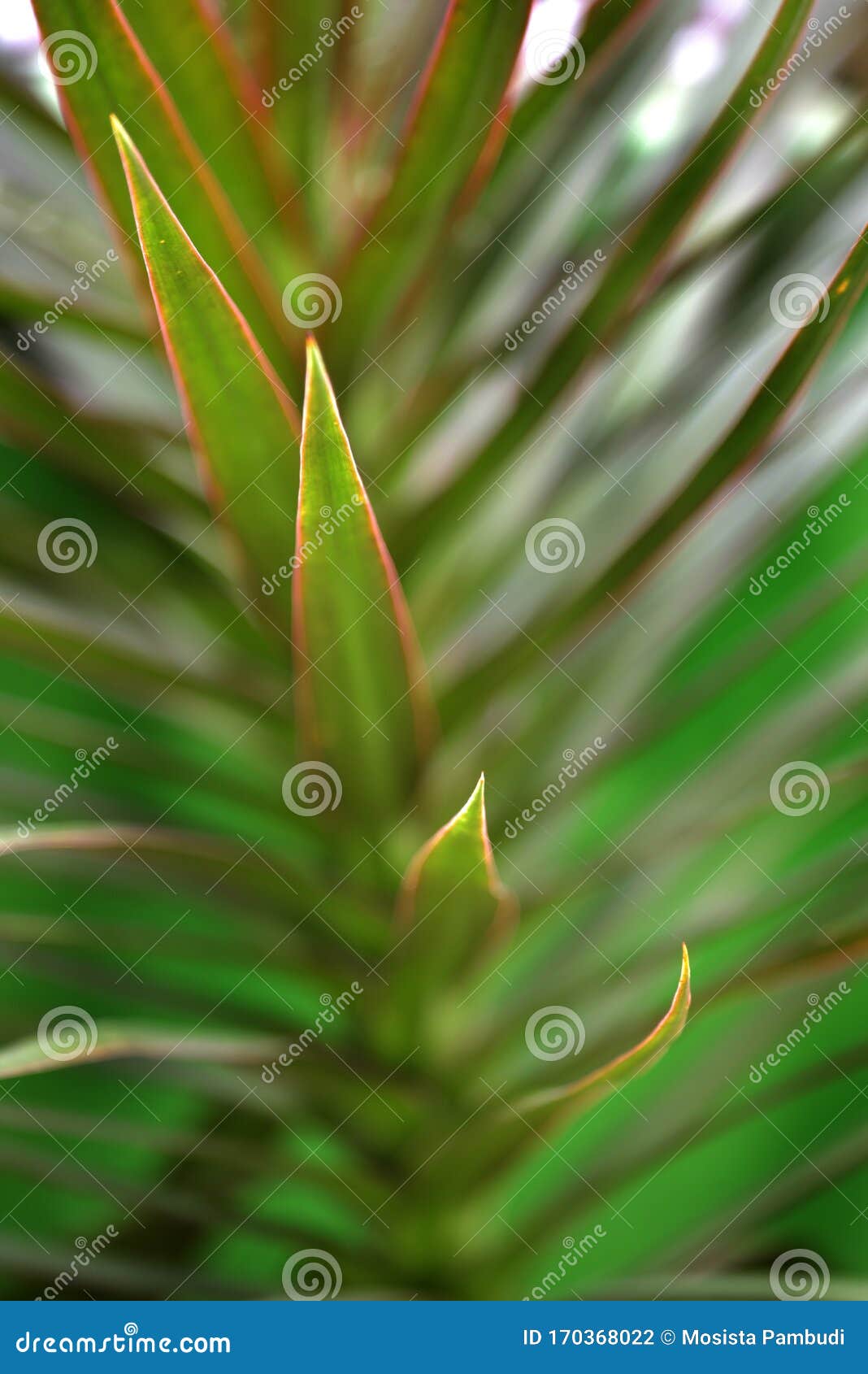 Yellow Sharp Leafs Stand Out in the Garden Stock Photo - Image of leafs ...