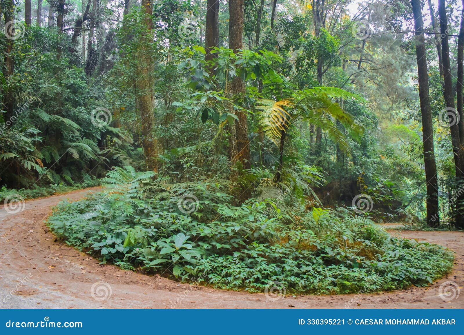 A beautiful sharp turn stock image. Image of sharp, forest - 330395221