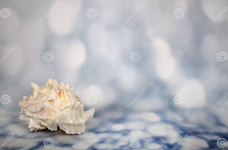 Shellfish on blue stock photo. Image of shell, marine - 314551284